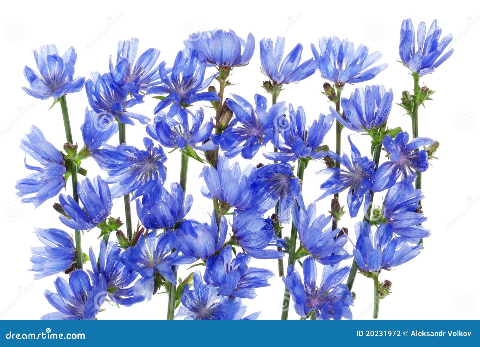 Wild Blue Cornflower Background Stock Photo - Image of isolated, plant ...