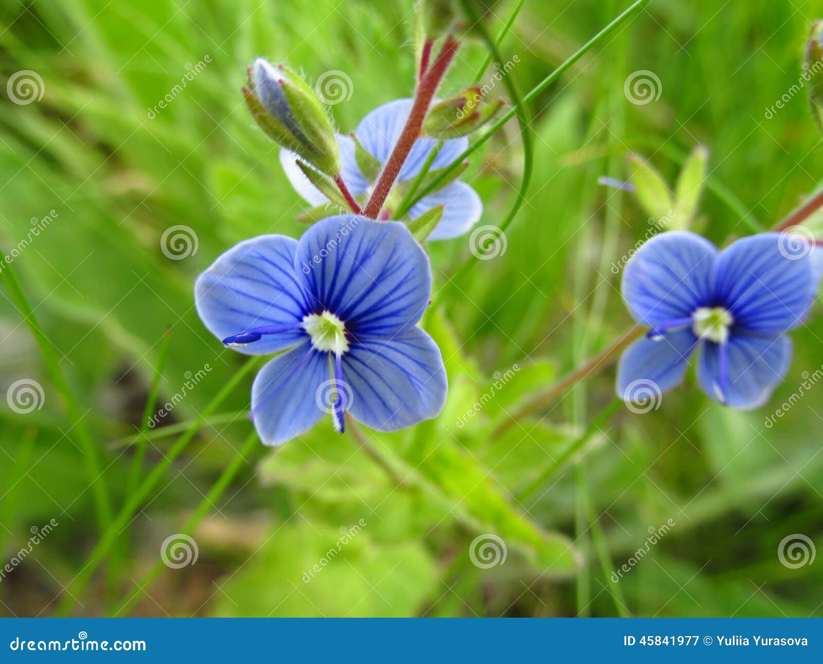 Wild Blue Flower in the Grass on the Meadow Stock Image - Image of ...