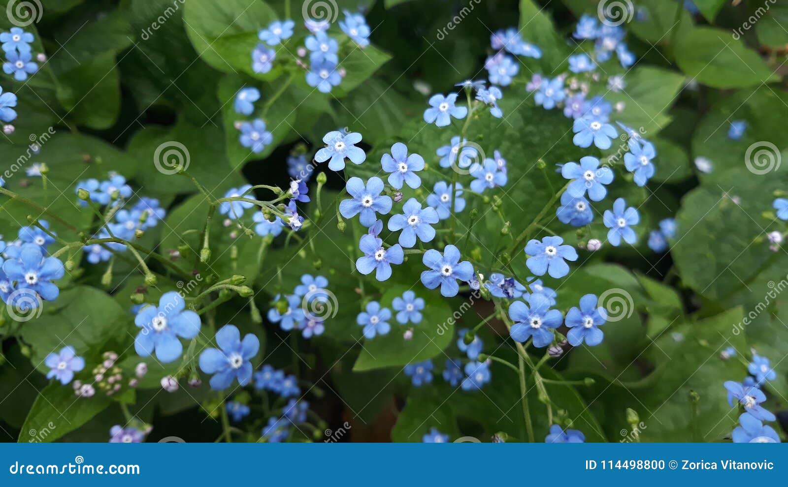 Wild blue flower stock photo. Image of dandelion, white - 114498800