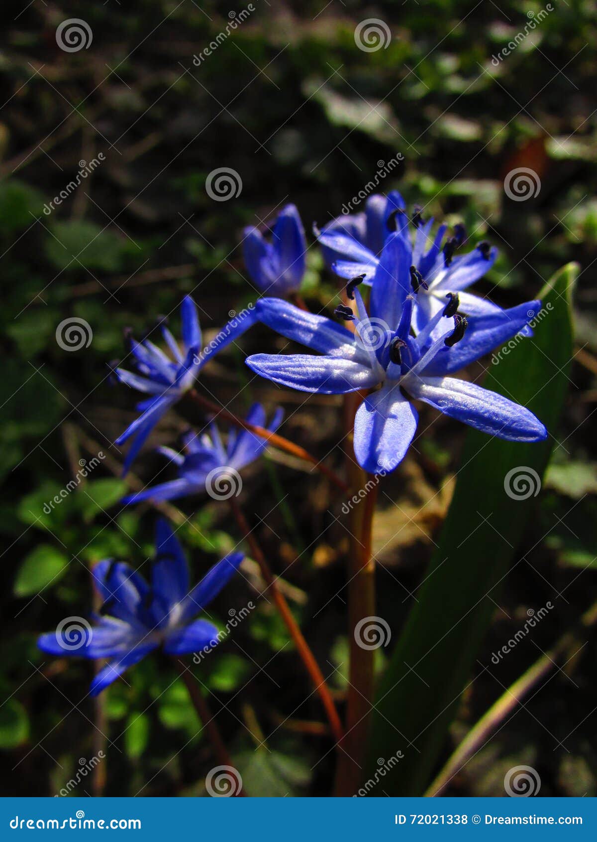 Wild Blue Flower with Shadows Stock Photo - Image of details ...