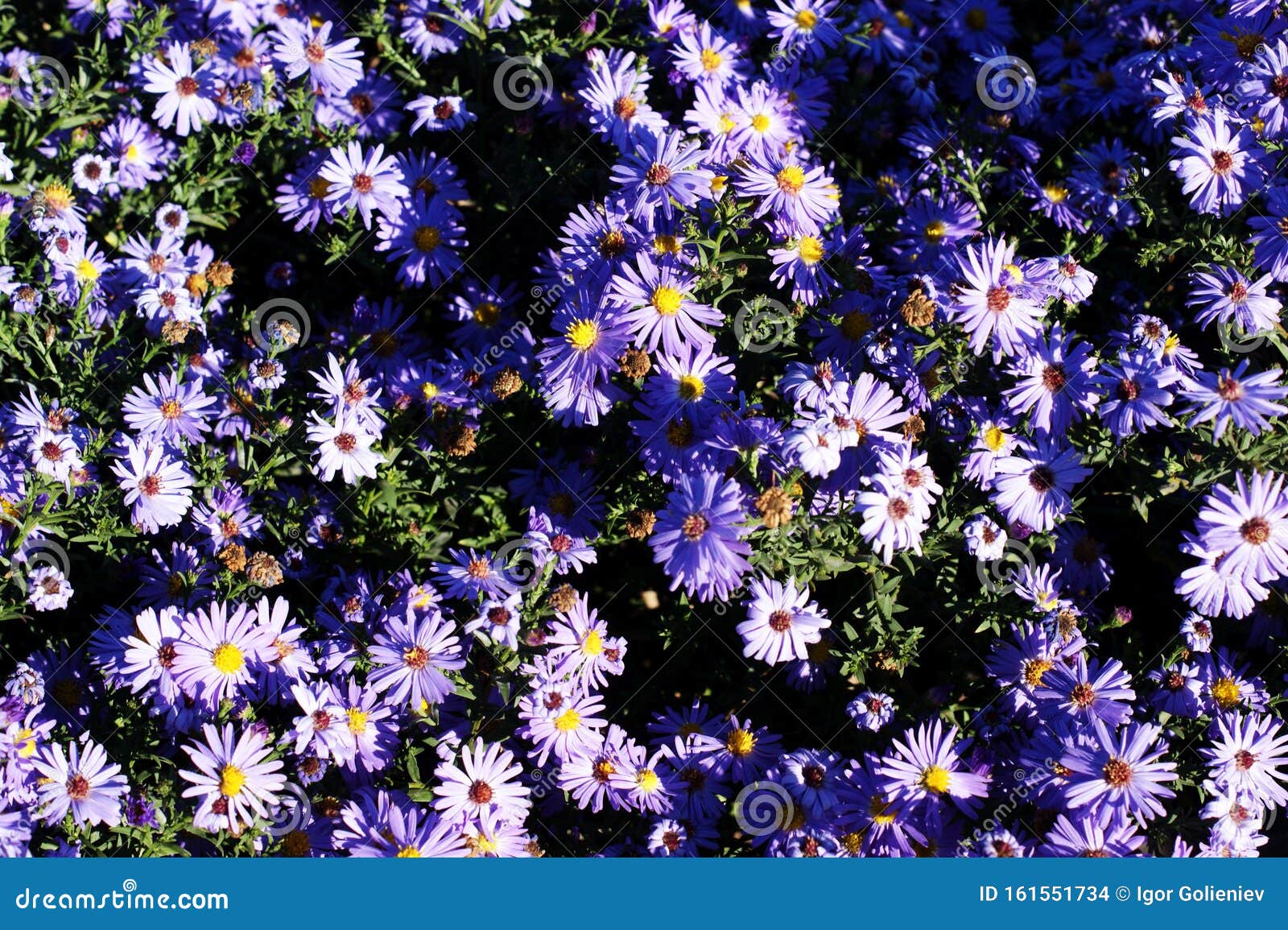 Wild Blue Flowers Blooming. Closeup Image Garden Stock Photo - Image of ...