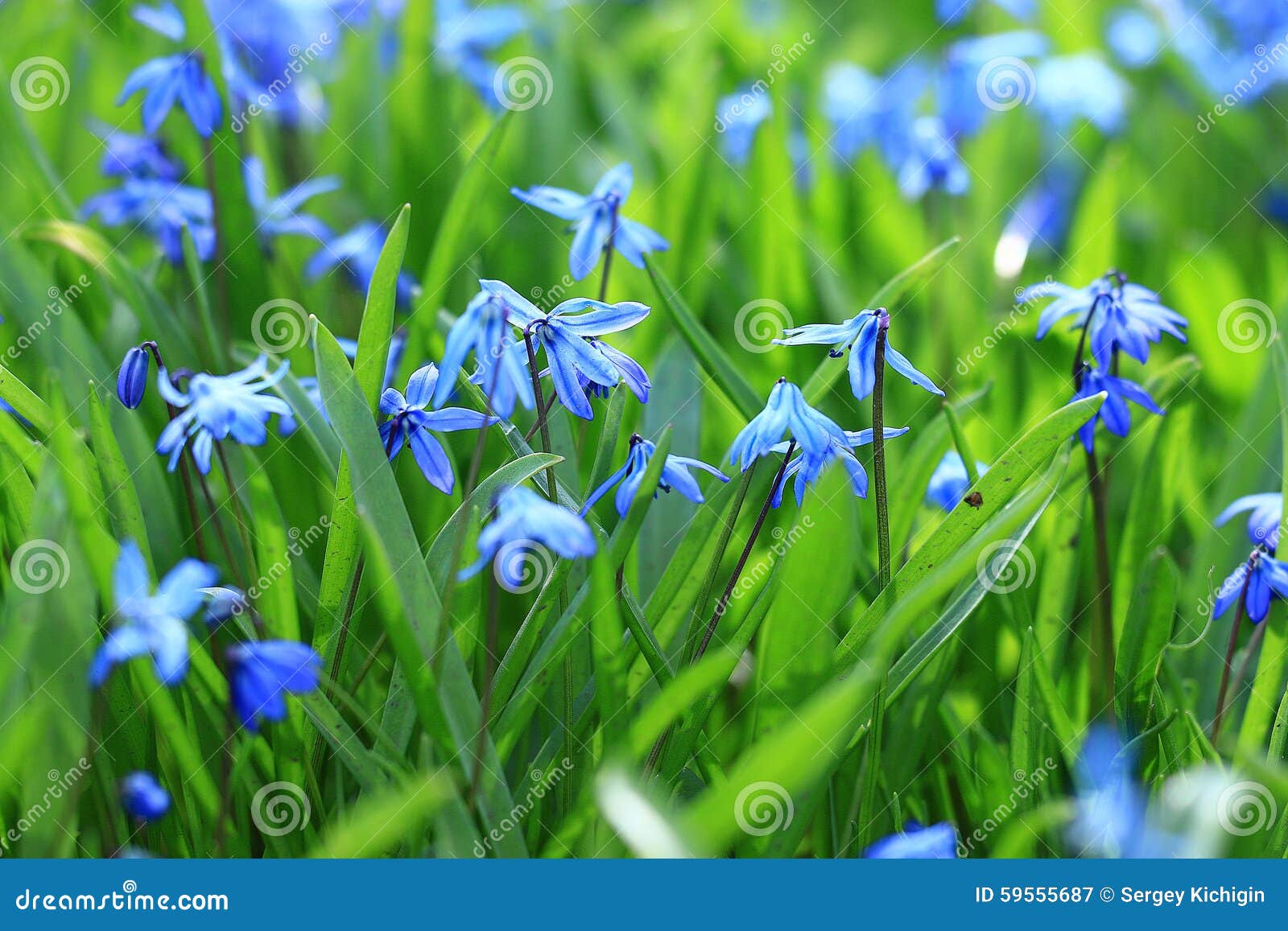 Wild blue flowers stock image. Image of garden, happiness - 59555687
