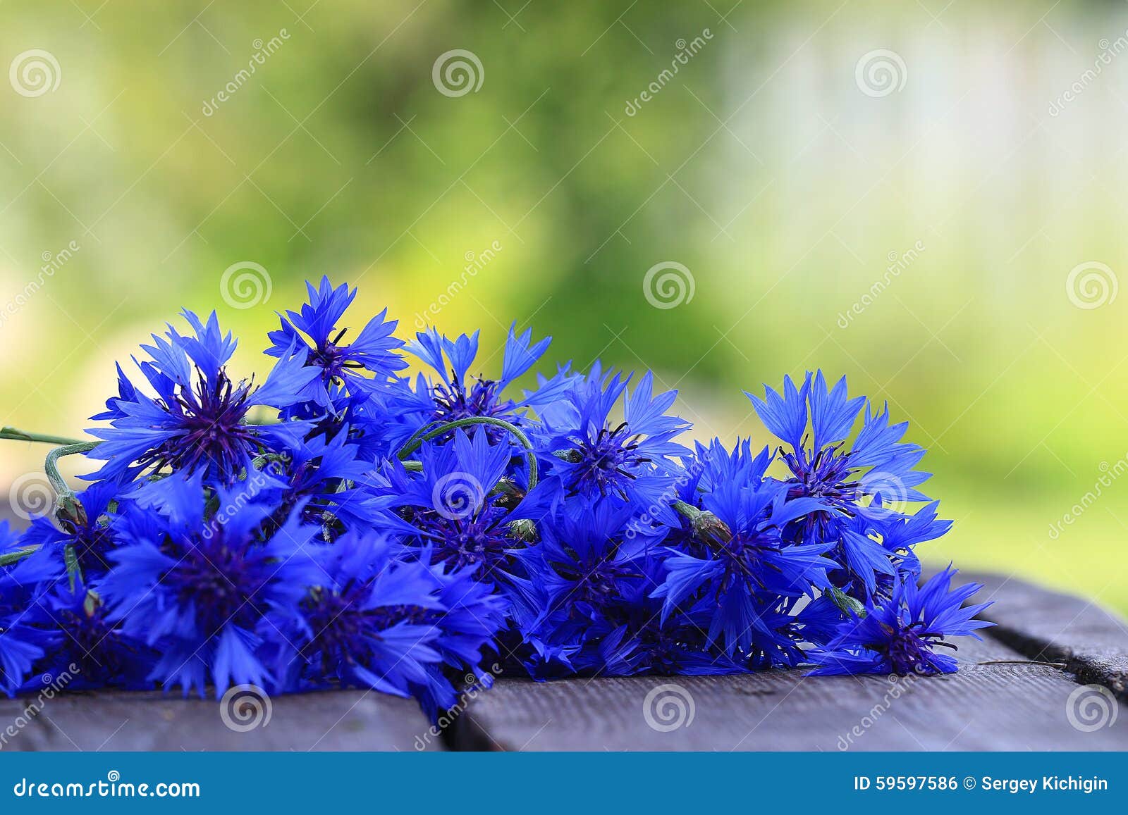 Wild blue flowers stock photo. Image of leaf, fresh, garden - 59597586