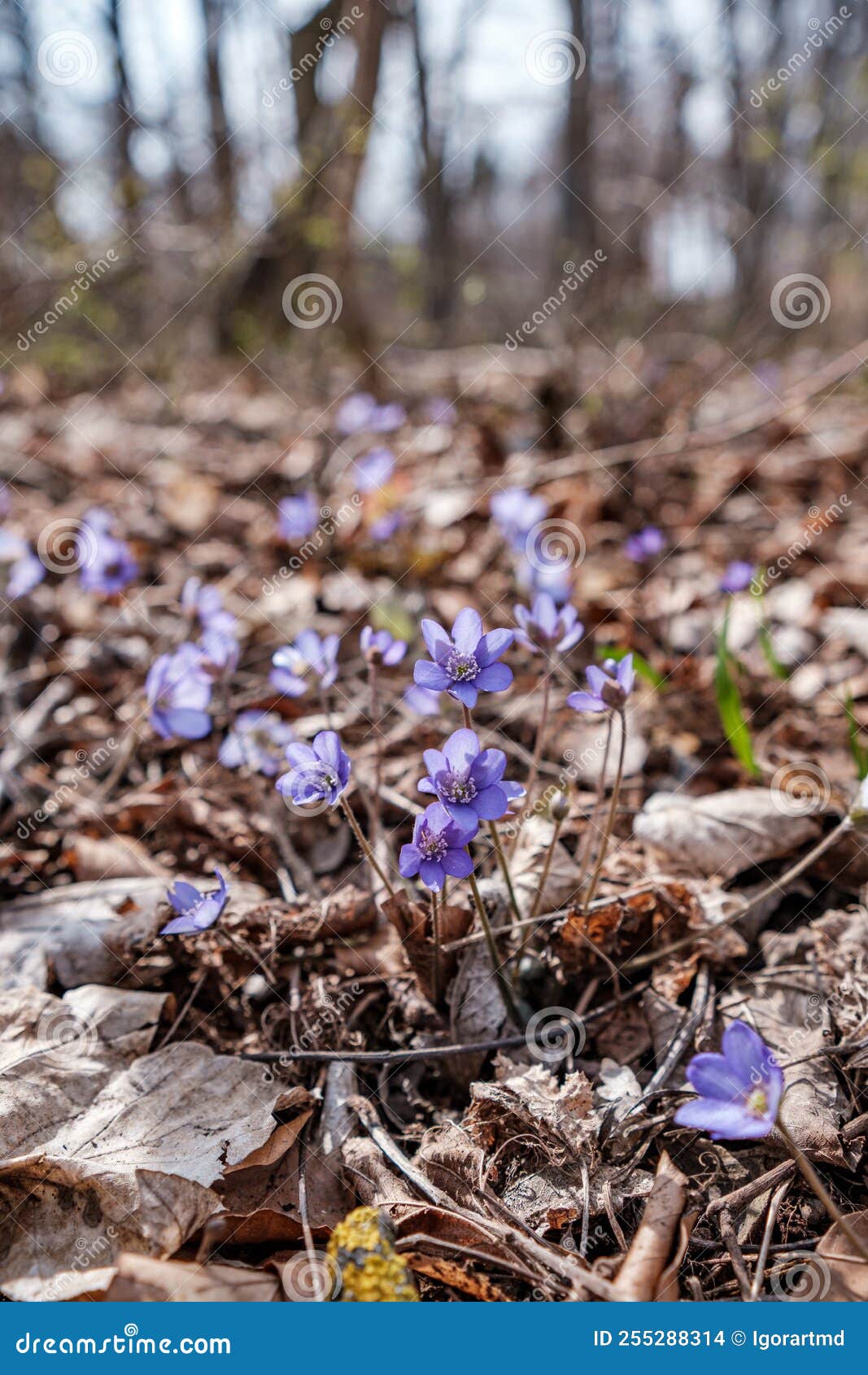 Wild Blue Flowers Growing on the Forest Stock Photo - Image of ...