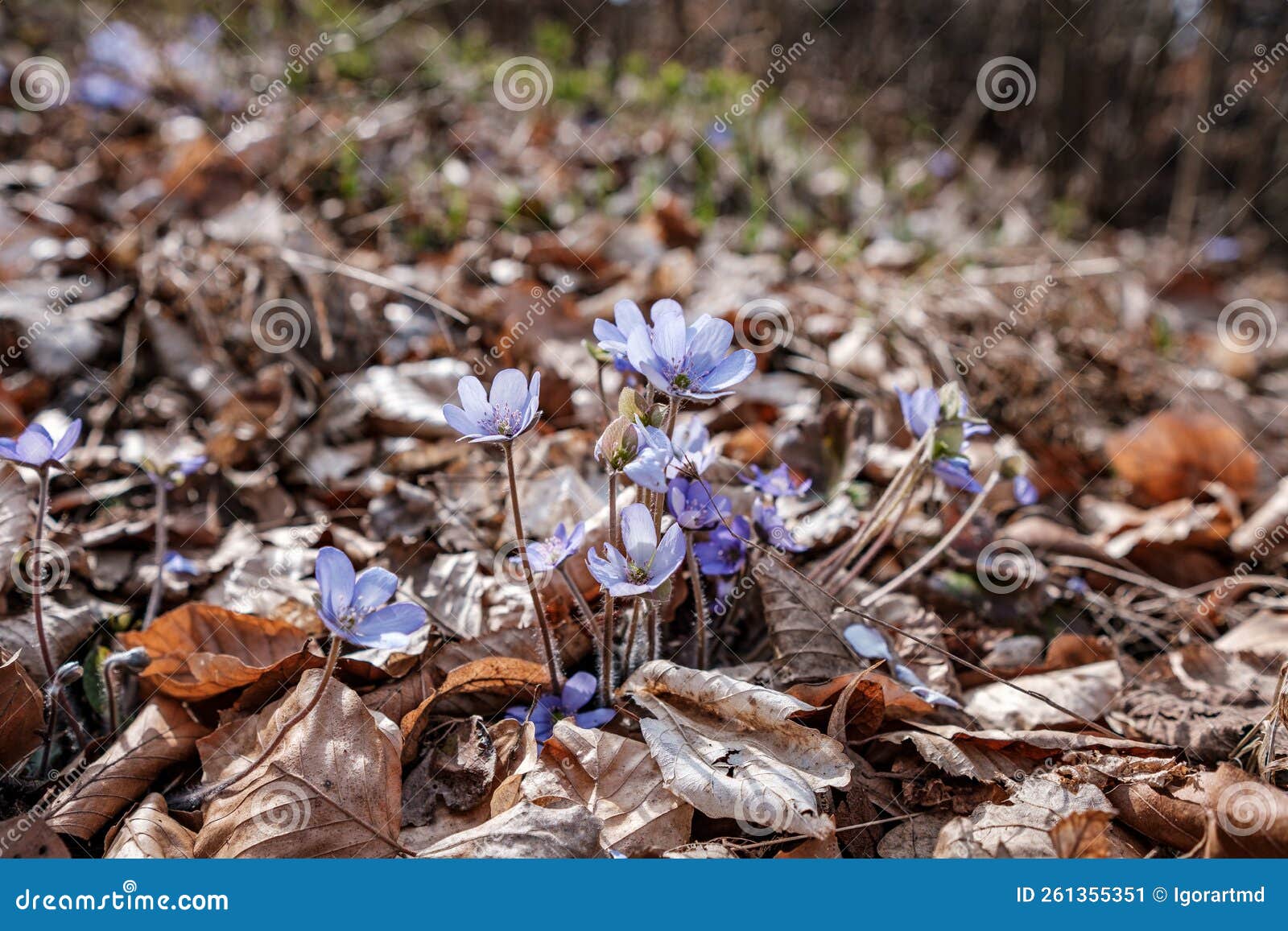 Wild Blue Flowers Growing on the Forest Stock Image - Image of nature ...