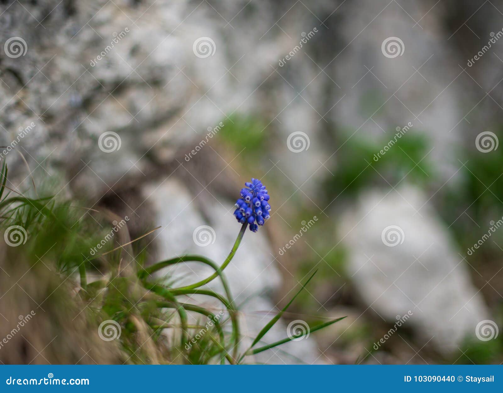 Wild Blue Flowers on the Hillside. Stock Photo - Image of hill, beauty ...