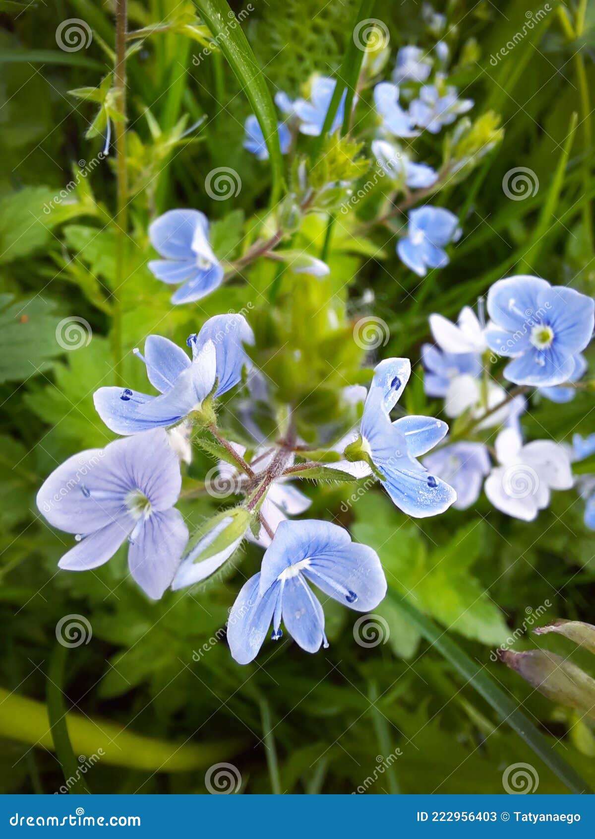 Wild blue flowers stock image. Image of forest, spring - 222956403