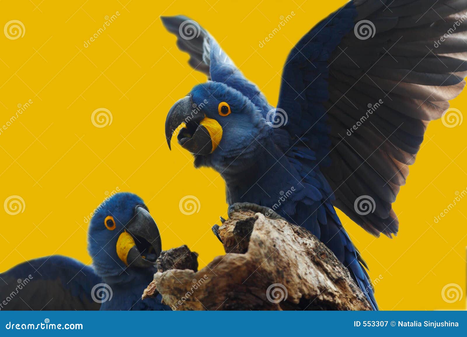 Wild blue hyacinth macaw stock image. Image of home, happy - 553307