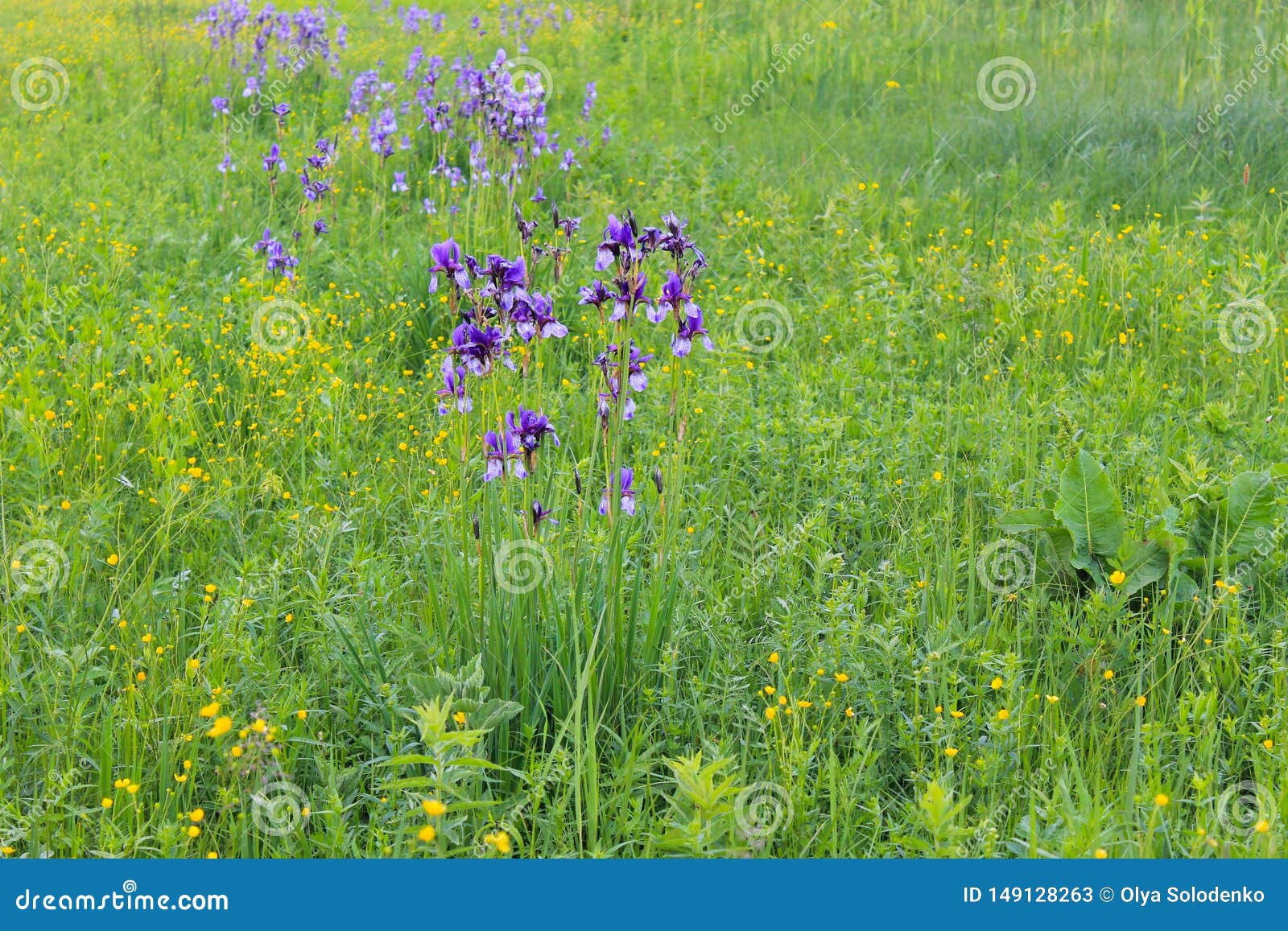 Wild blue iris flowers stock image. Image of blue, nature - 149128263