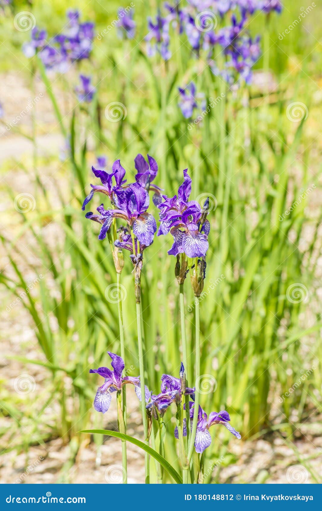 Wild blue Iris flowers stock photo. Image of flowerbed - 180148812