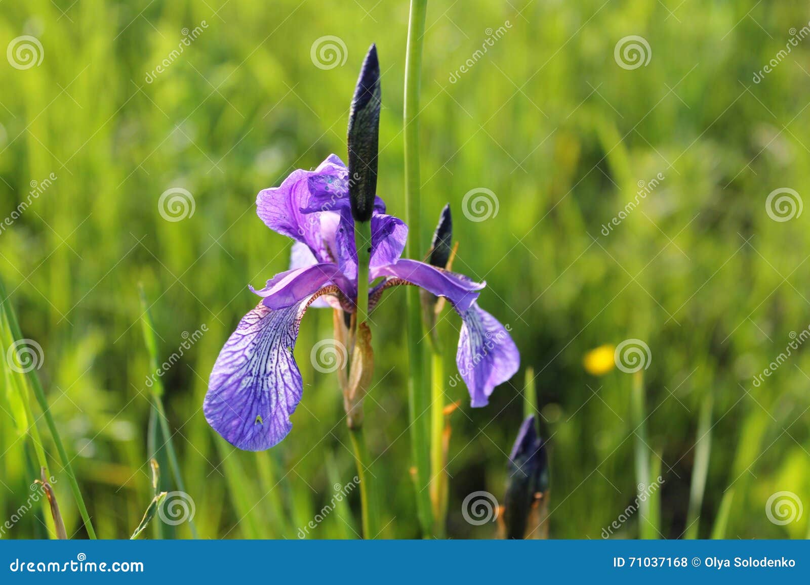 Wild blue iris flowers stock photo. Image of grass, fresh - 71037168