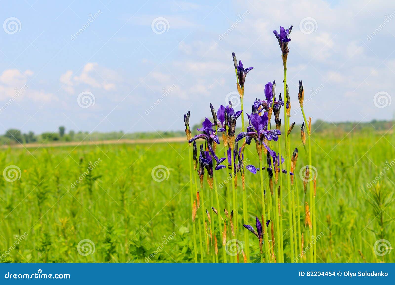 Wild blue iris flowers stock photo. Image of fleurdelis - 82204454