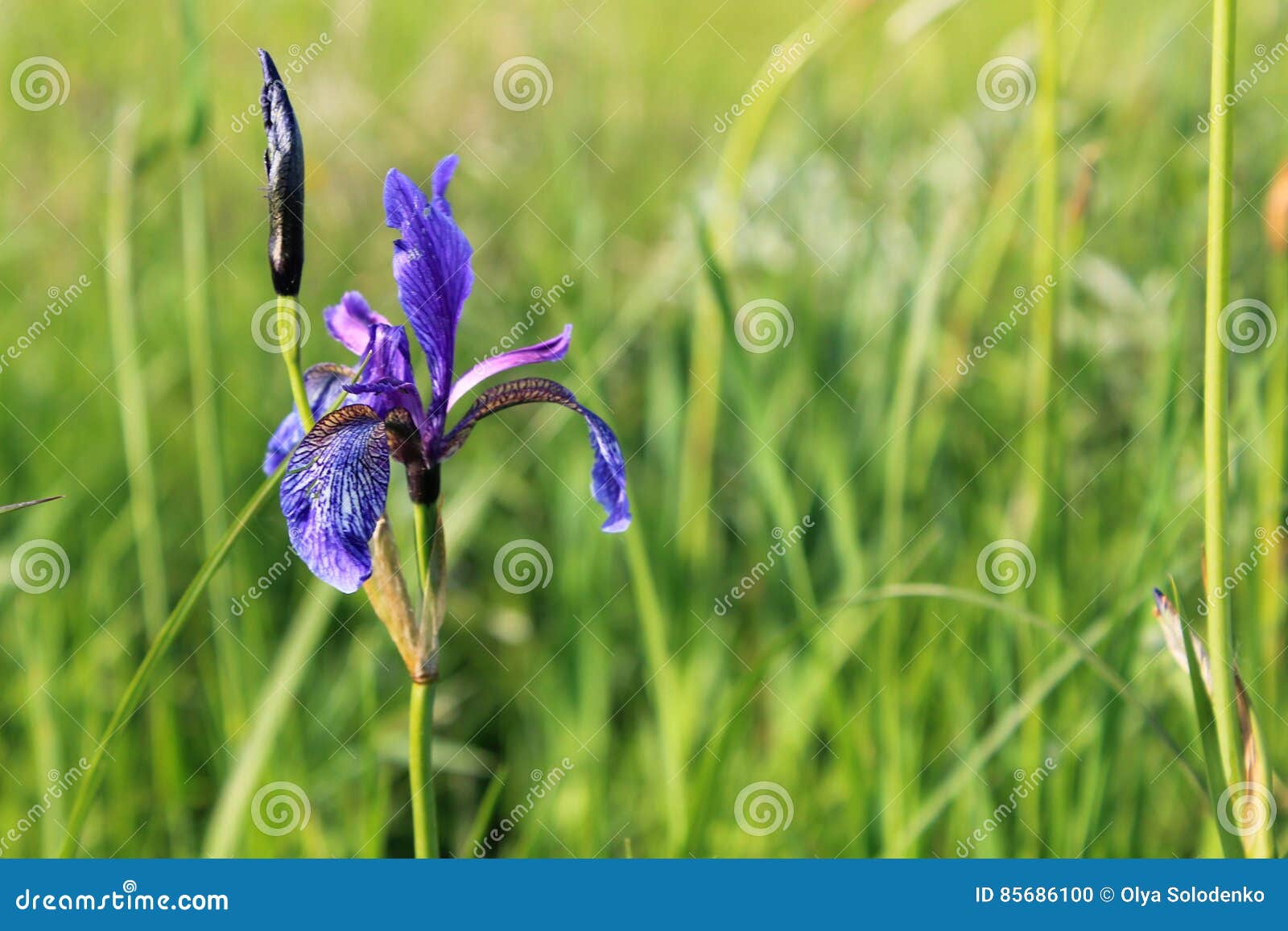 Wild blue iris flowers stock photo. Image of iris, flowers - 85686100