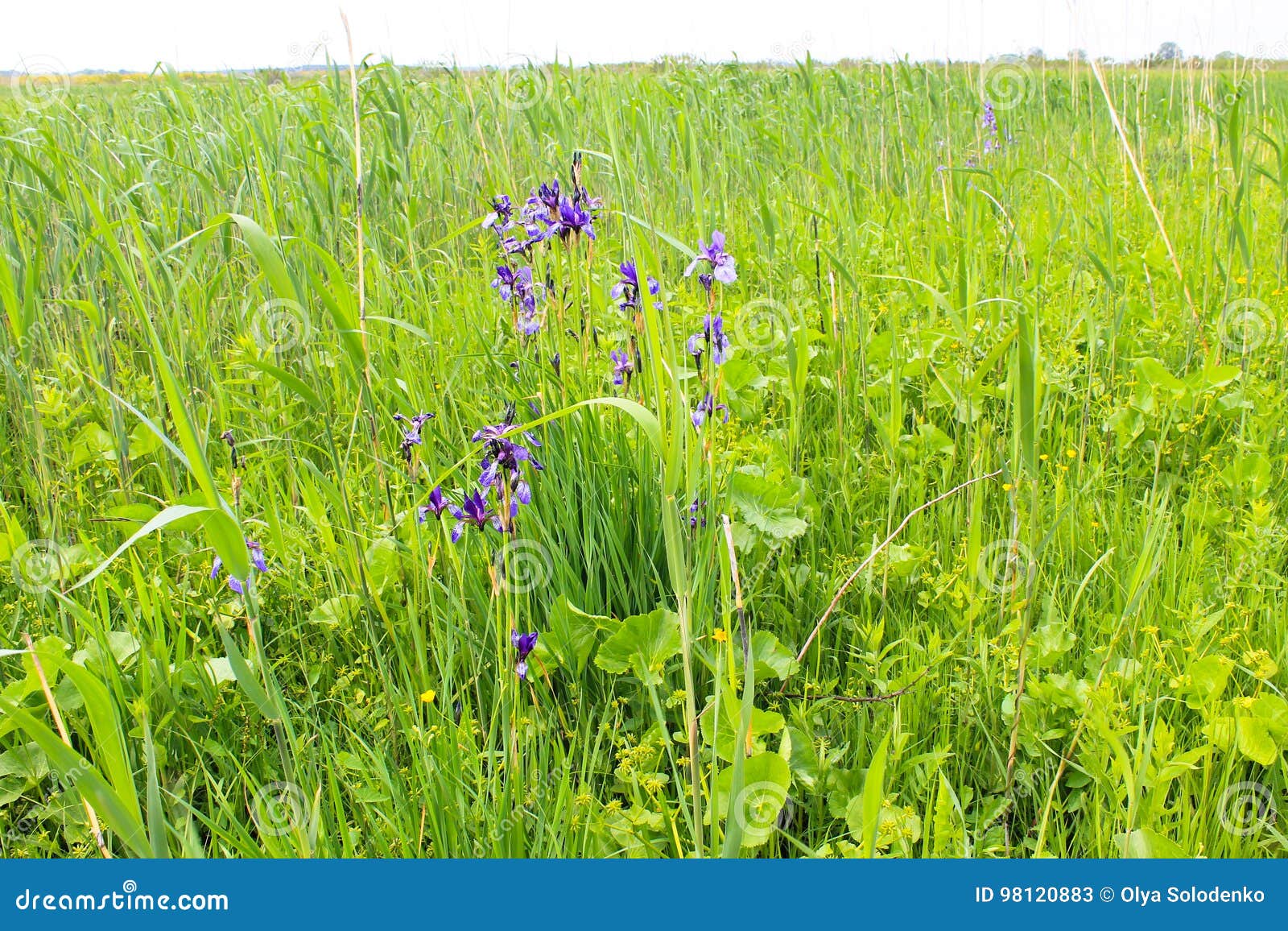 Wild blue iris flowers stock image. Image of iris, grassland - 98120883