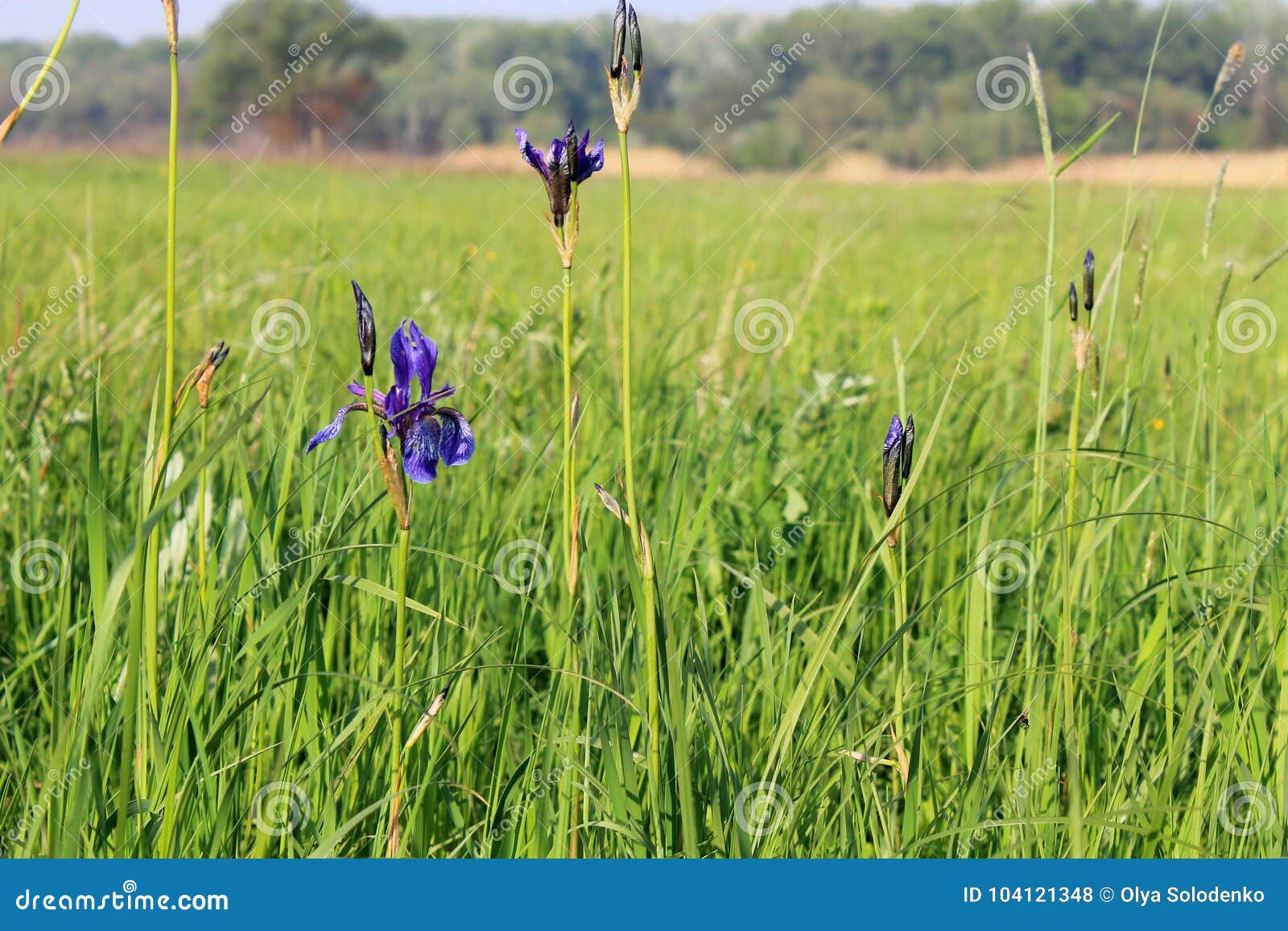 Wild blue iris flowers stock photo. Image of grass, bloom - 104121348