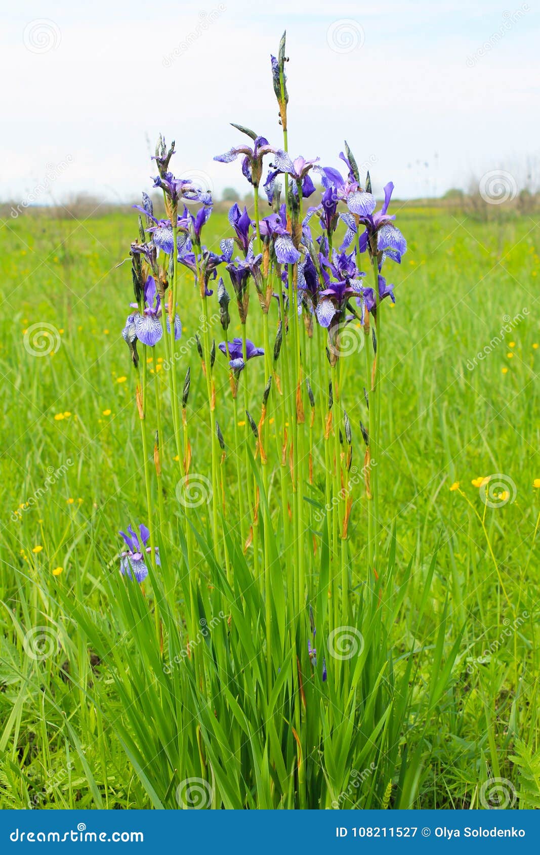 Wild blue iris flowers stock image. Image of fresh, botany - 108211527