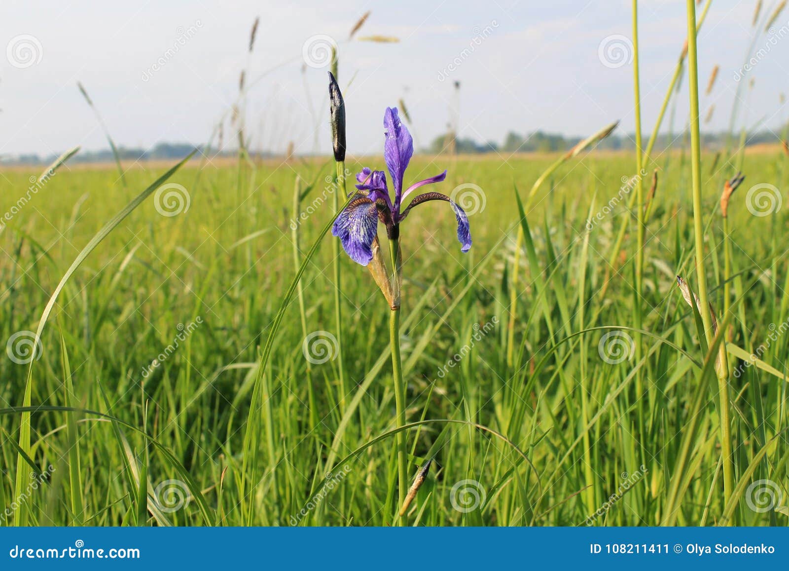 Wild blue iris flowers stock image. Image of garden - 108211411