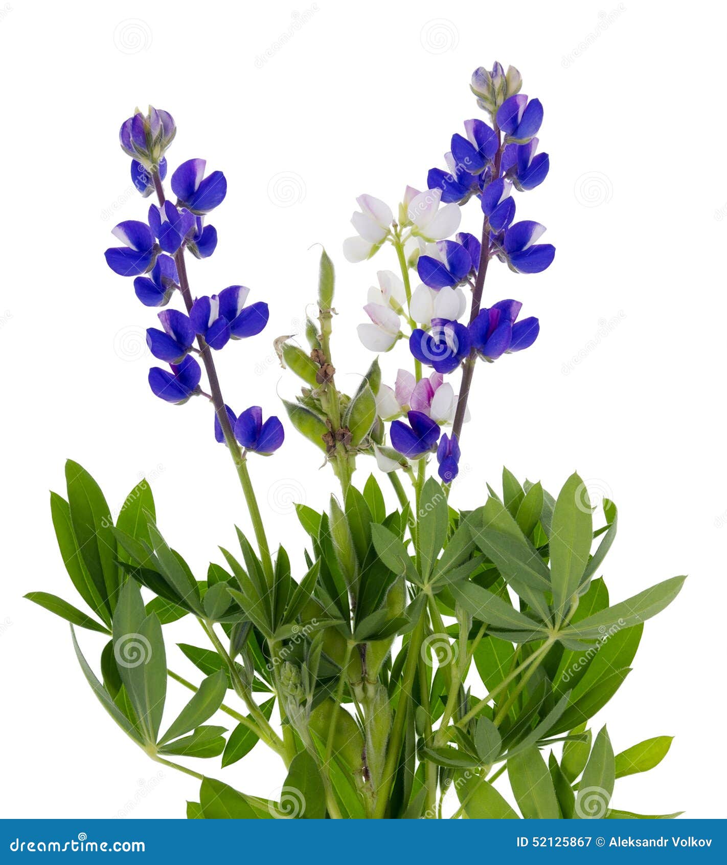 Wild blue lupine stock image. Image of seasonal, lupins - 52125867