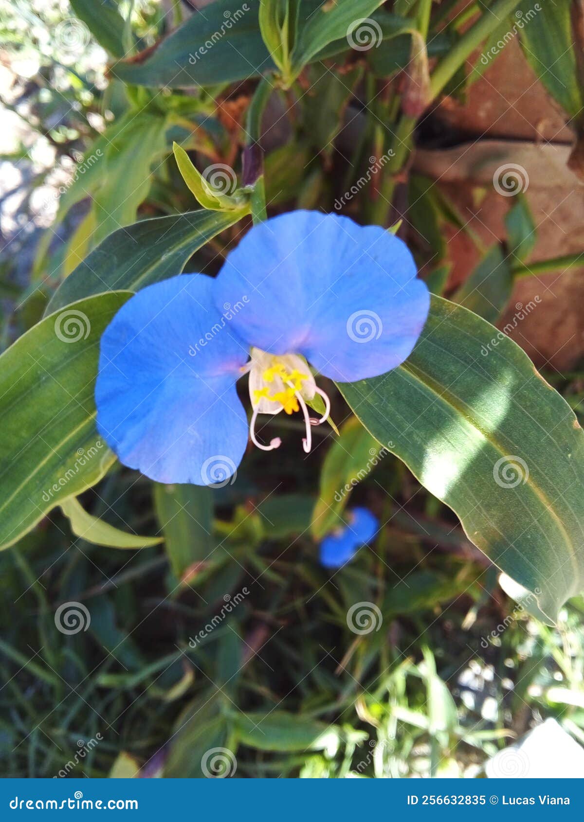 Wild blue orchid stock image. Image of wildflower, tree - 256632835