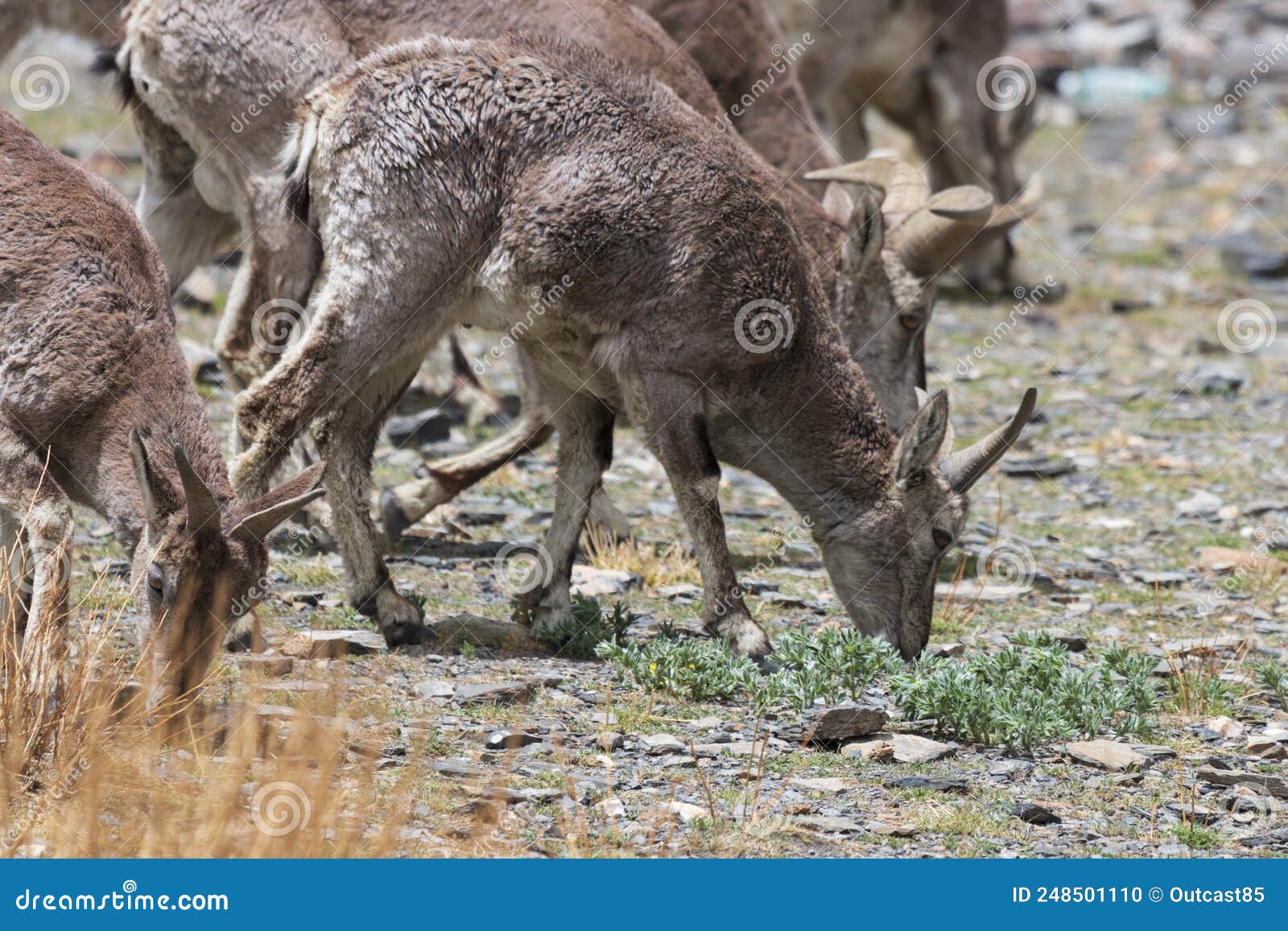 Wild Blue Sheep Bharal in Tibet Stock Photo - Image of bharal, sheep ...