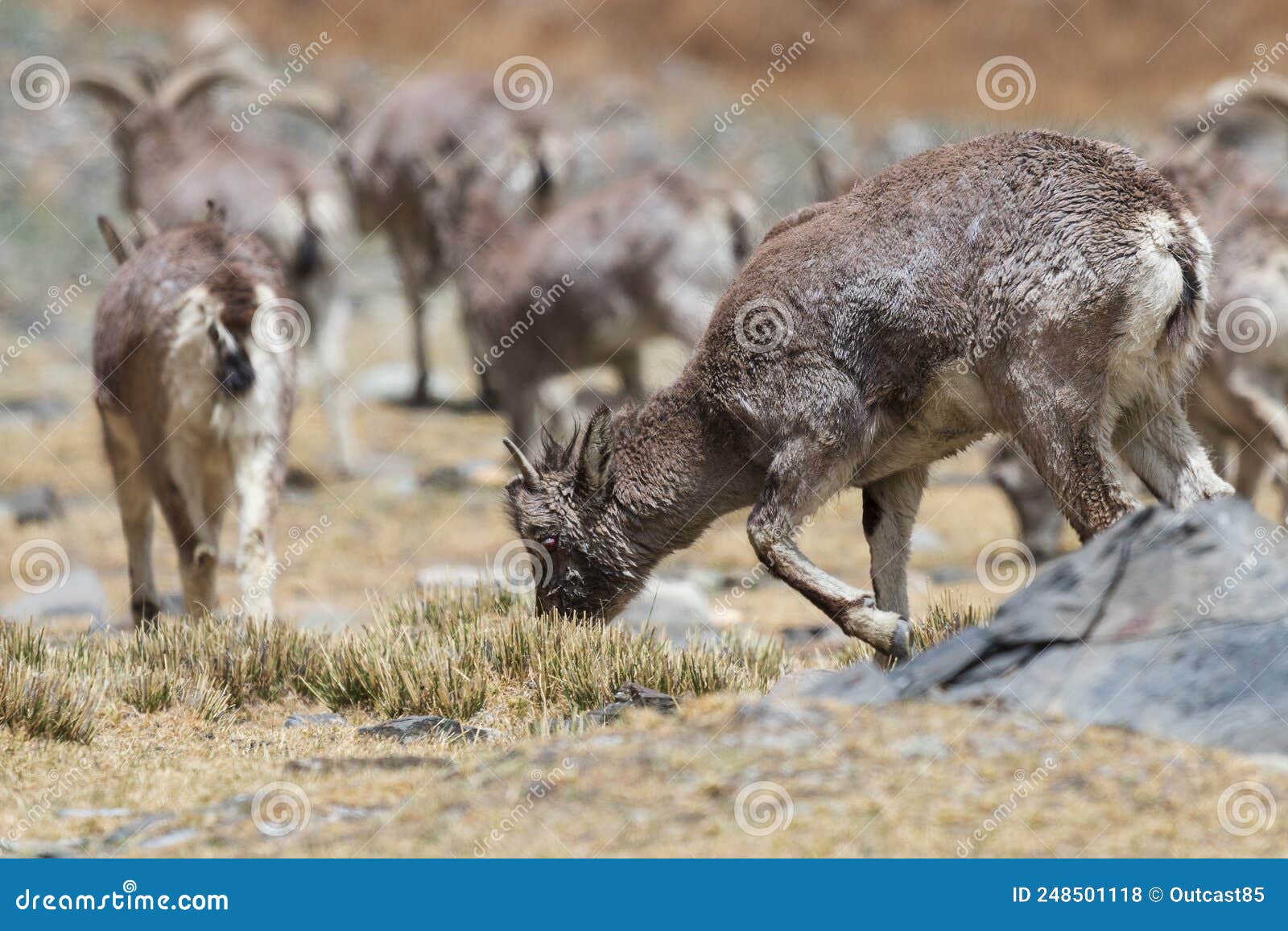 Wild Blue Sheep Bharal in Tibet Stock Photo - Image of wildlife, nature ...