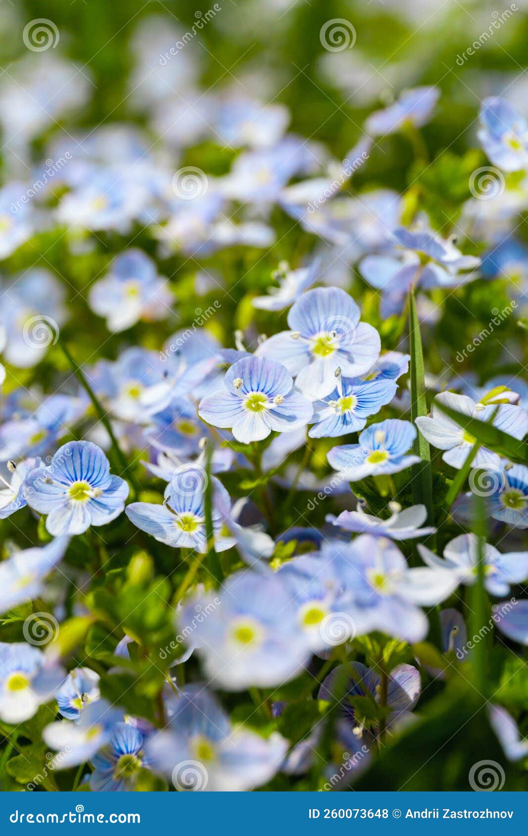Wild Blue Spring Flowers in the Meadow Stock Photo - Image of flower ...