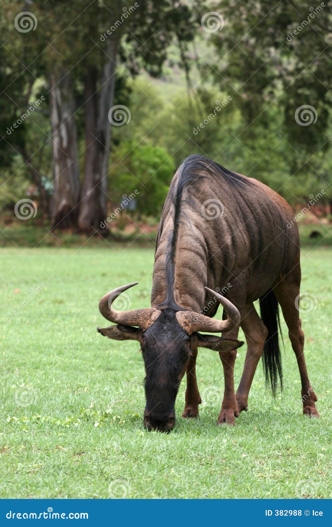 Wild Blue Wildebees Grazing Stock Photo - Image of hunt, wildlife: 382988