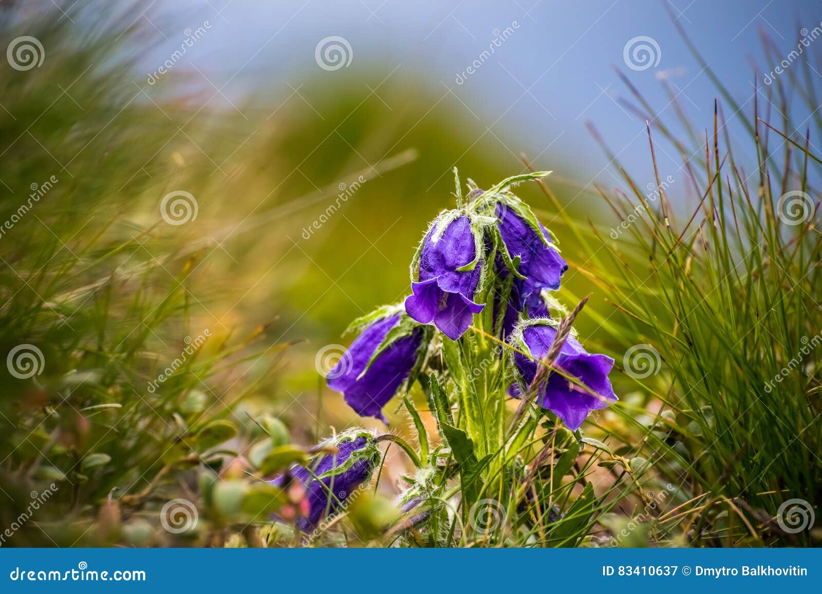 Wild Bluebell Flowers stock image. Image of letterbox - 83410637