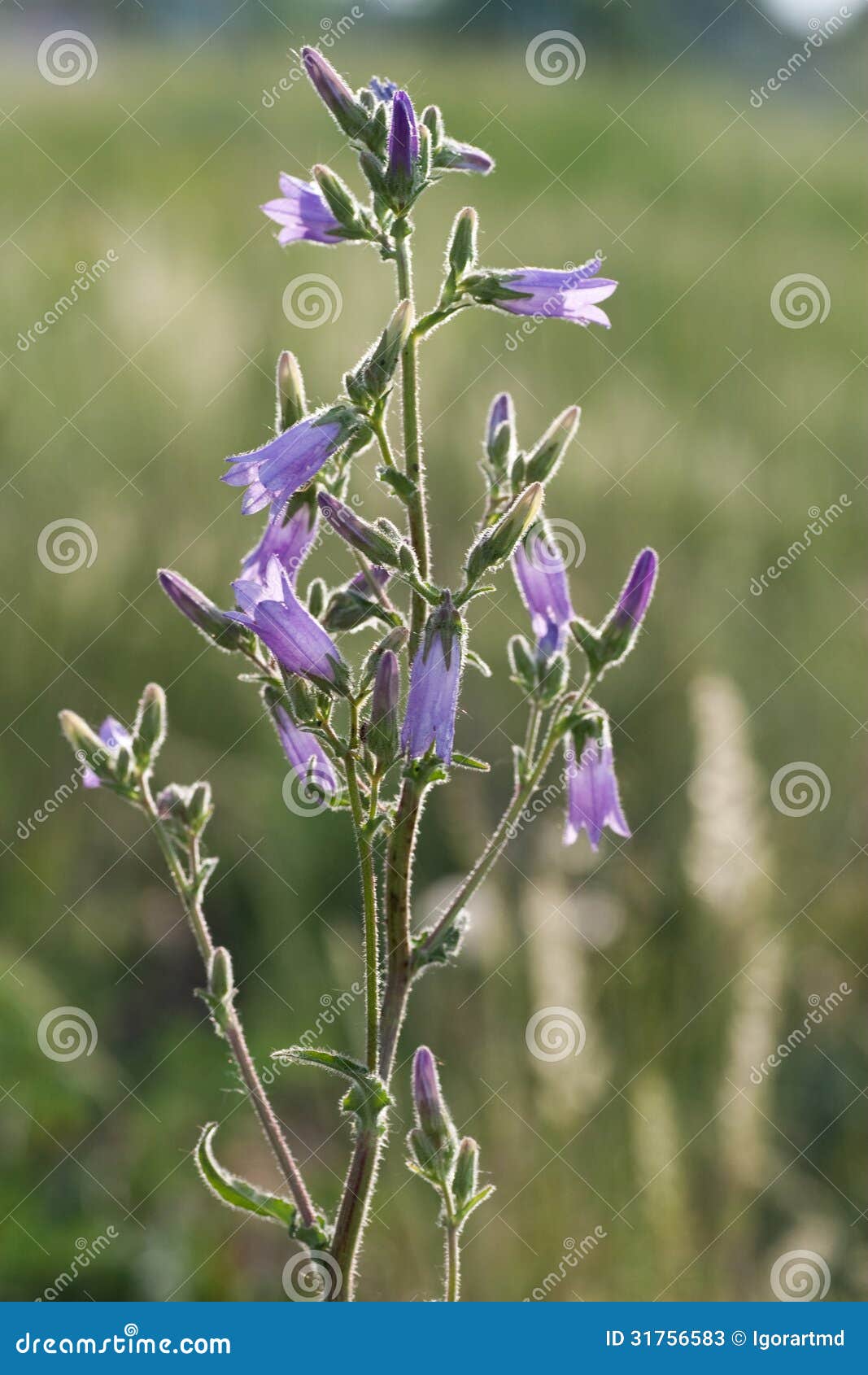 Wild bluebell flowers stock image. Image of campanula - 31756583