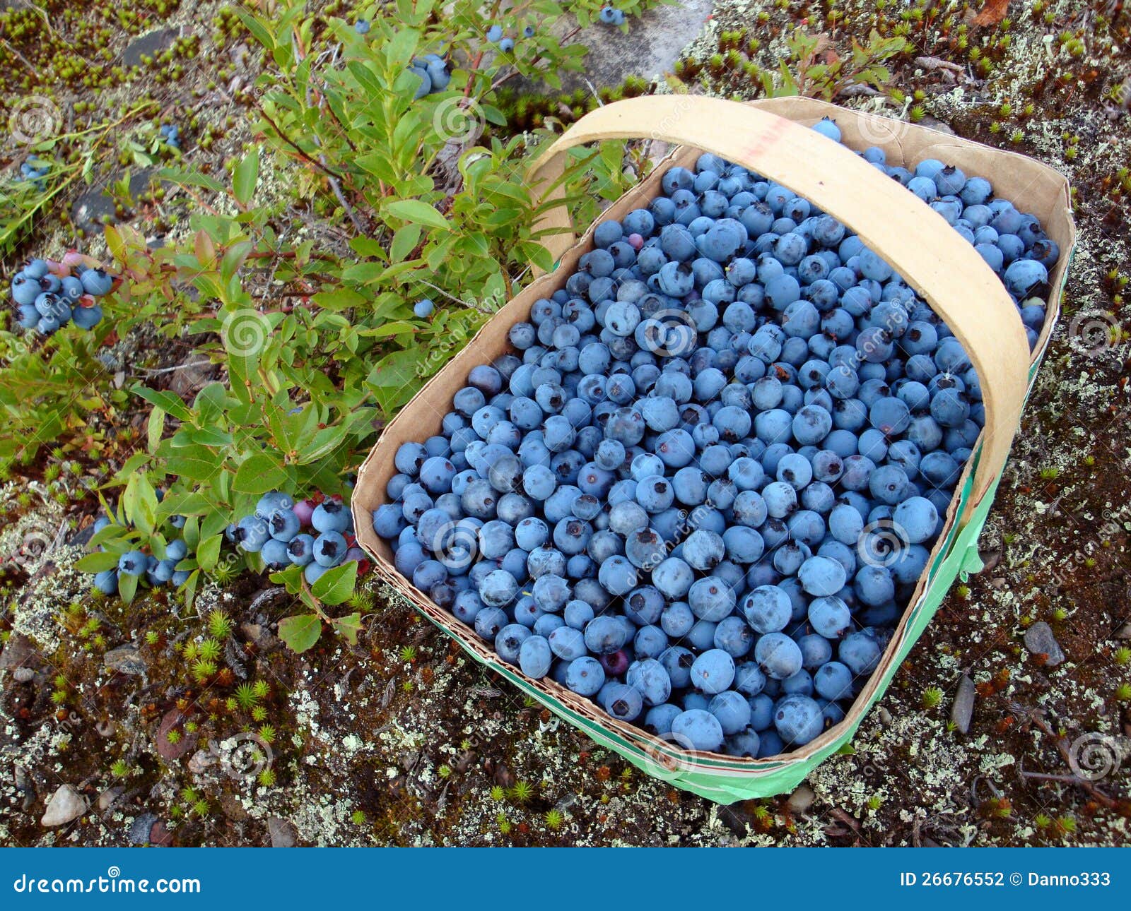 Wild blueberries stock photo. Image of green, berries - 26676552