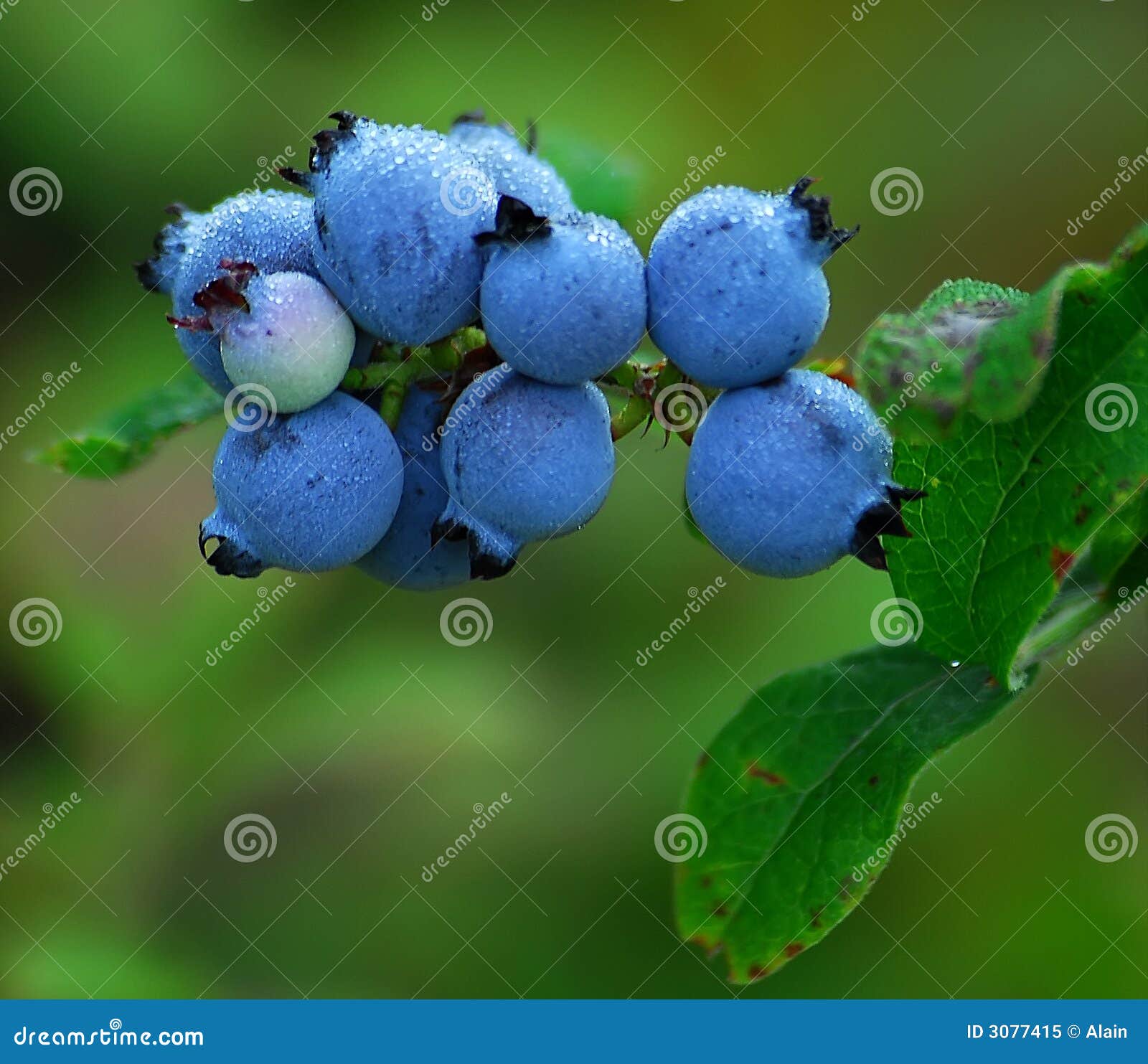 Wild Blueberries stock image. Image of blueberry, canada - 3077415