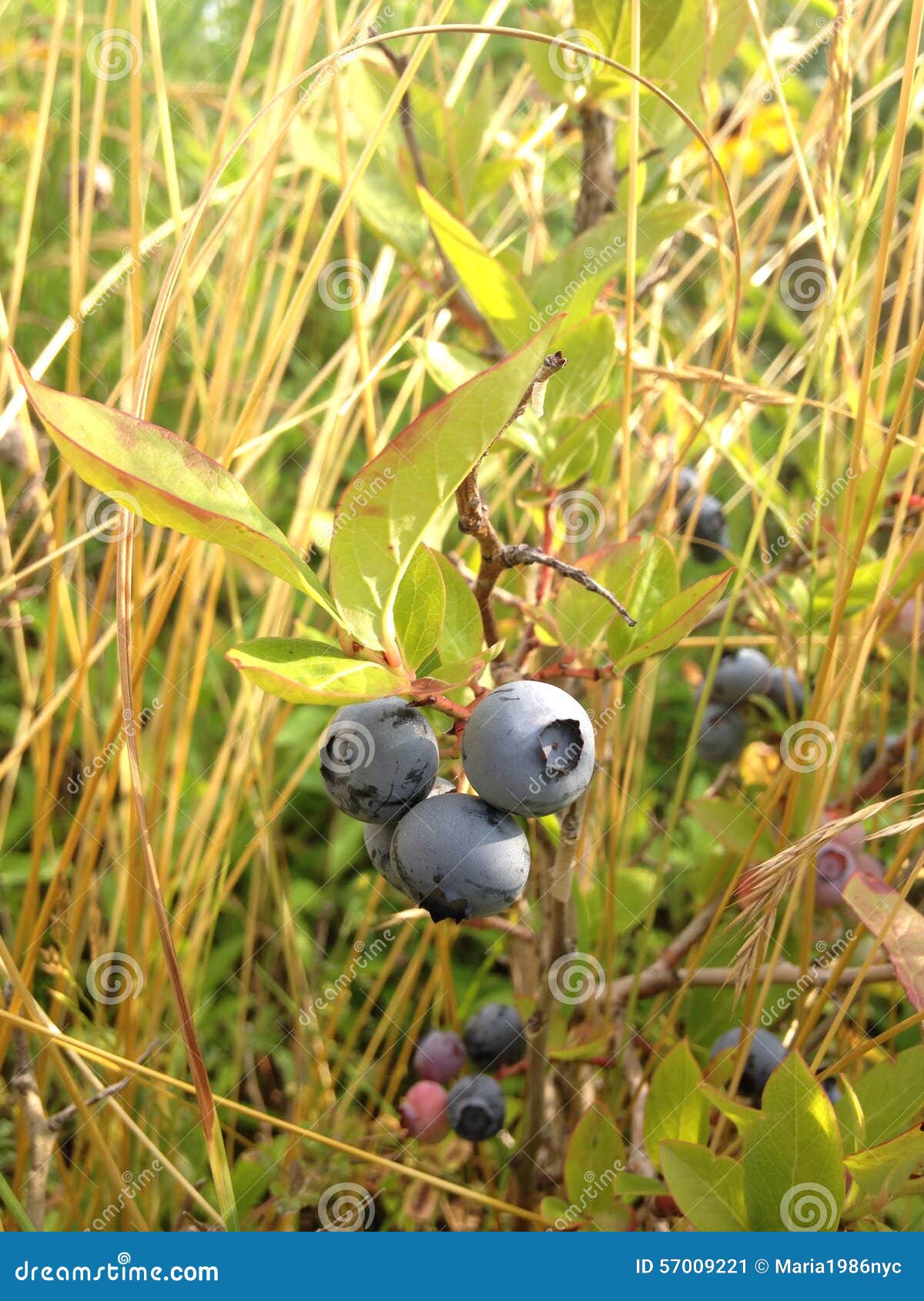 Wild Blueberries in a Park. Stock Image - Image of jersey, wild: 57009221