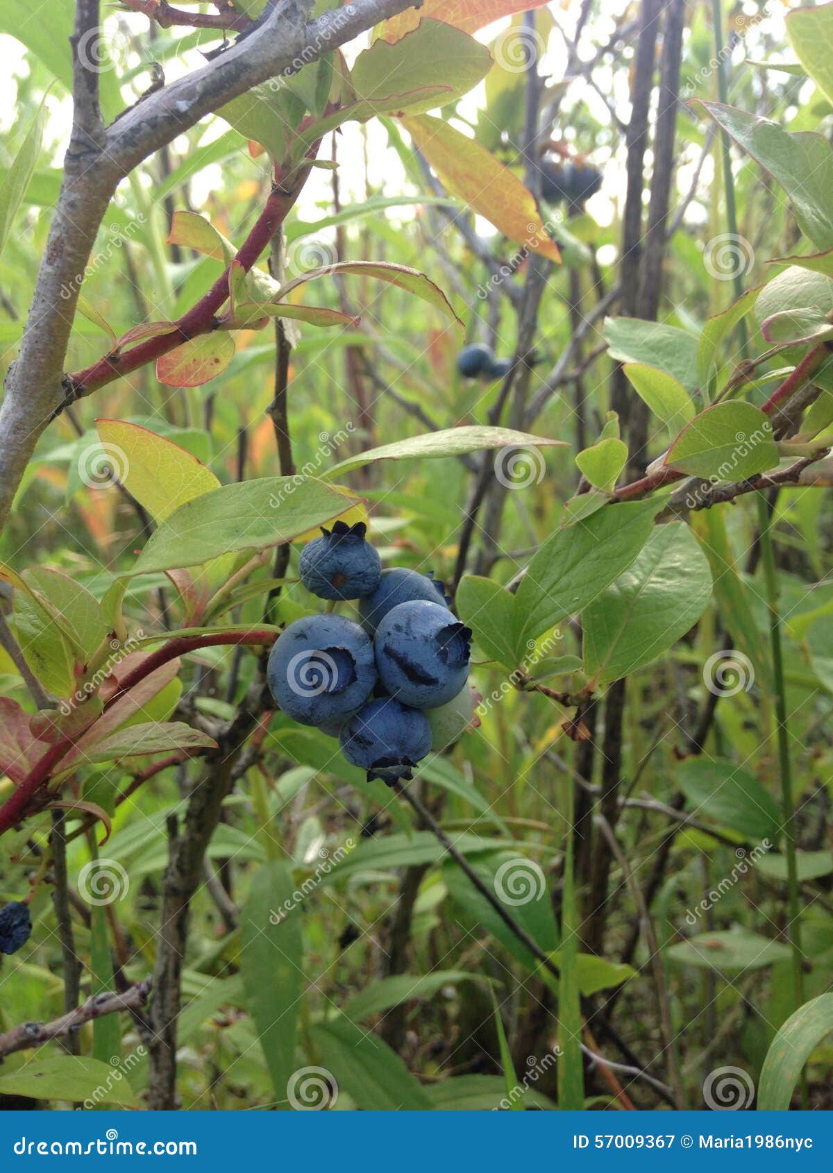 Wild Blueberries in a Park. Stock Image - Image of desert, berries ...