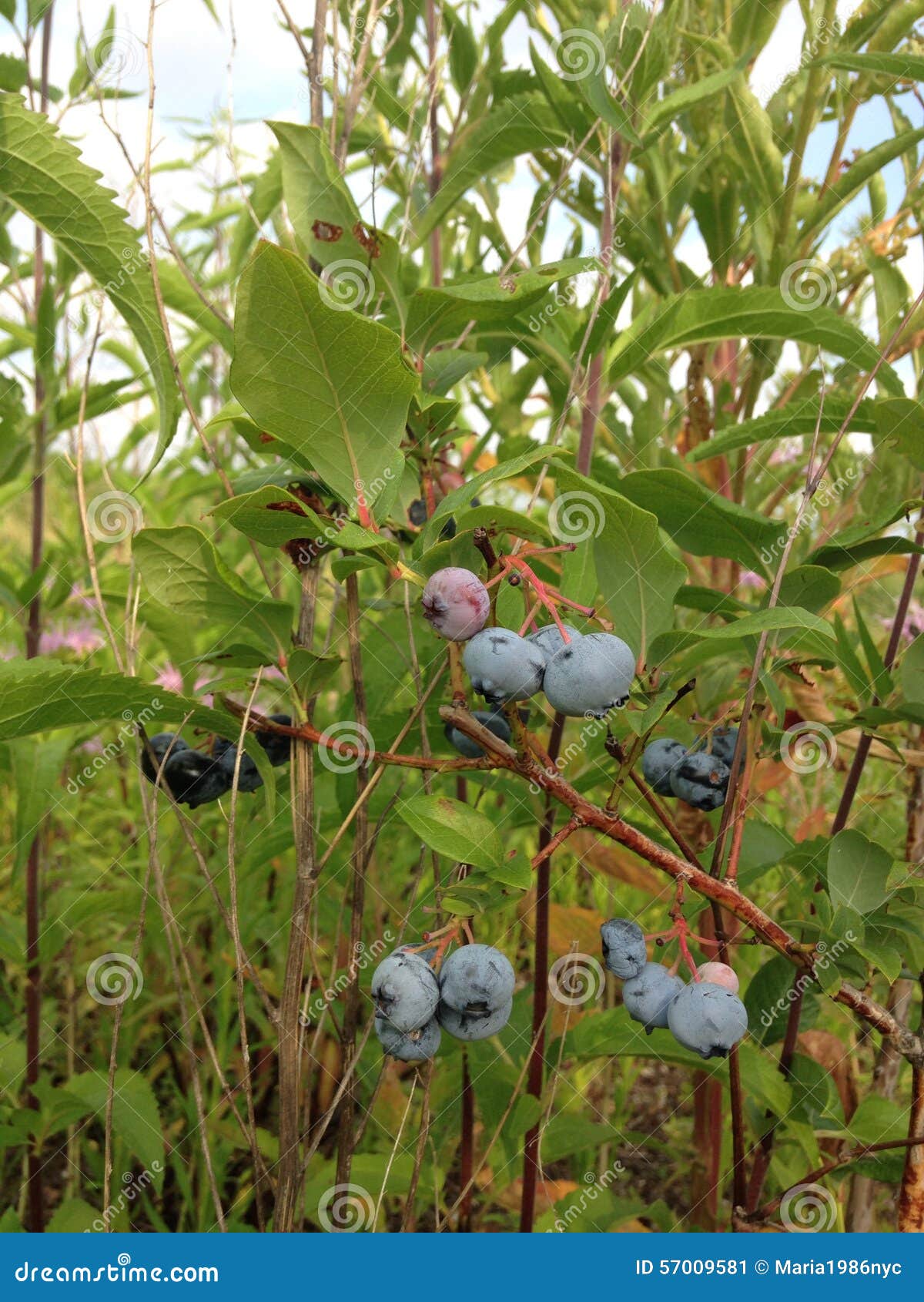 Wild Blueberries in a Park. Stock Image - Image of blueberry, green ...