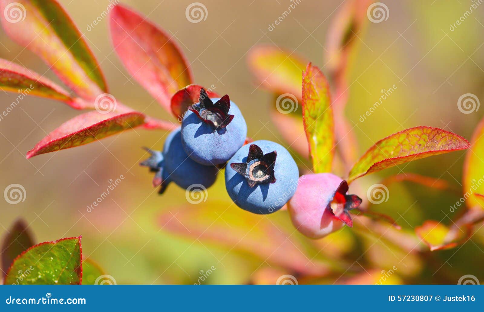 Wild blueberries stock image. Image of green, fresh, bush - 57230807