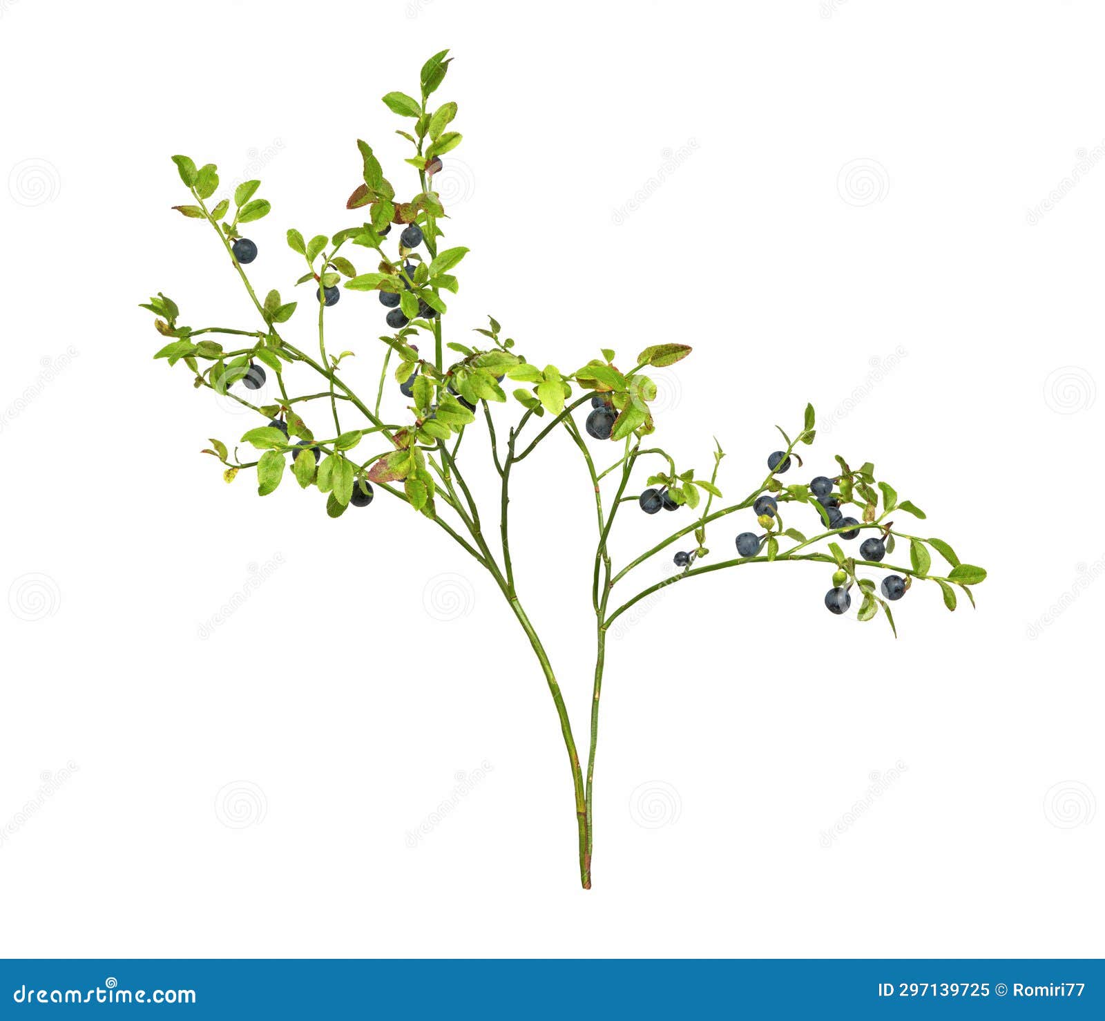 Wild blueberry branch stock image. Image of bush, leaves - 297139725