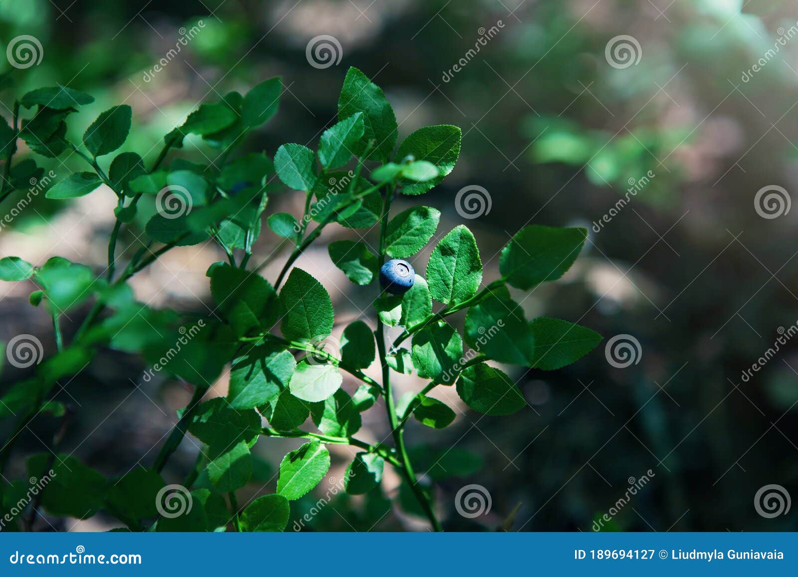 Wild Blueberry on Bush in Forest. Wild Berry Stock Image - Image of ...