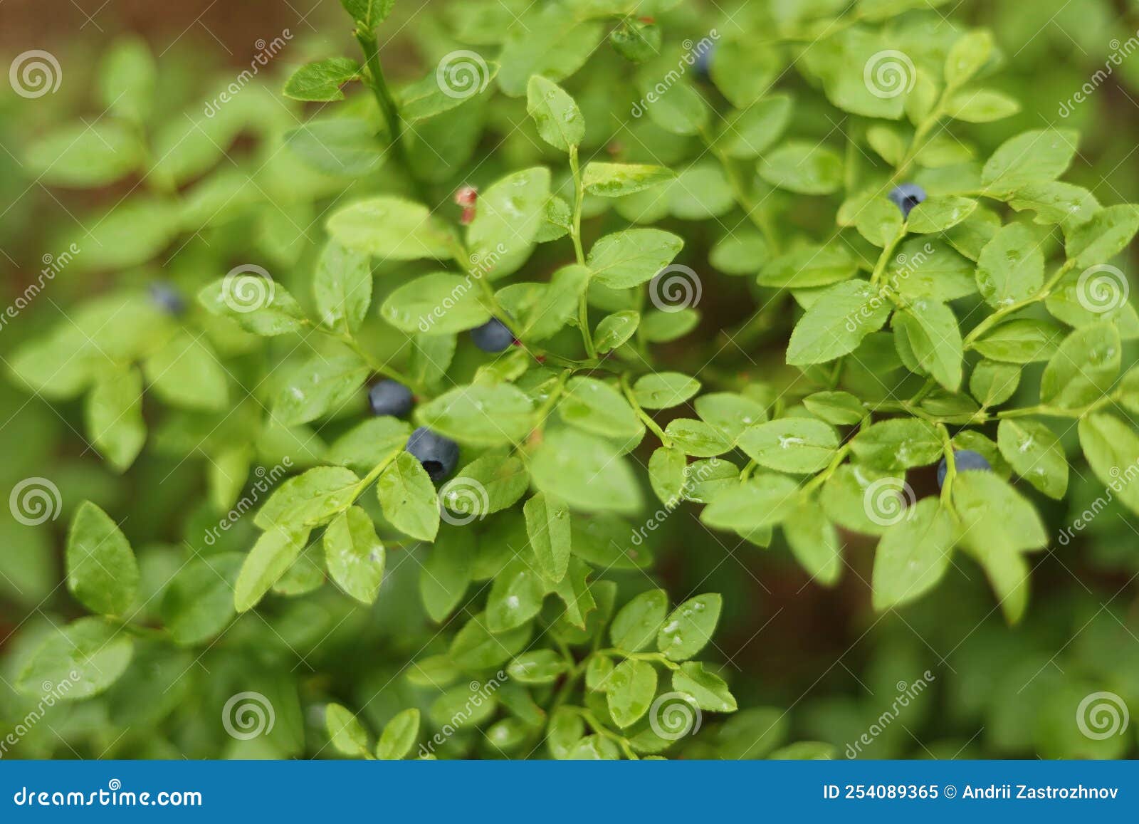 Wild Blueberry Bush, Ripe Berries Stock Image - Image of growth, summer ...