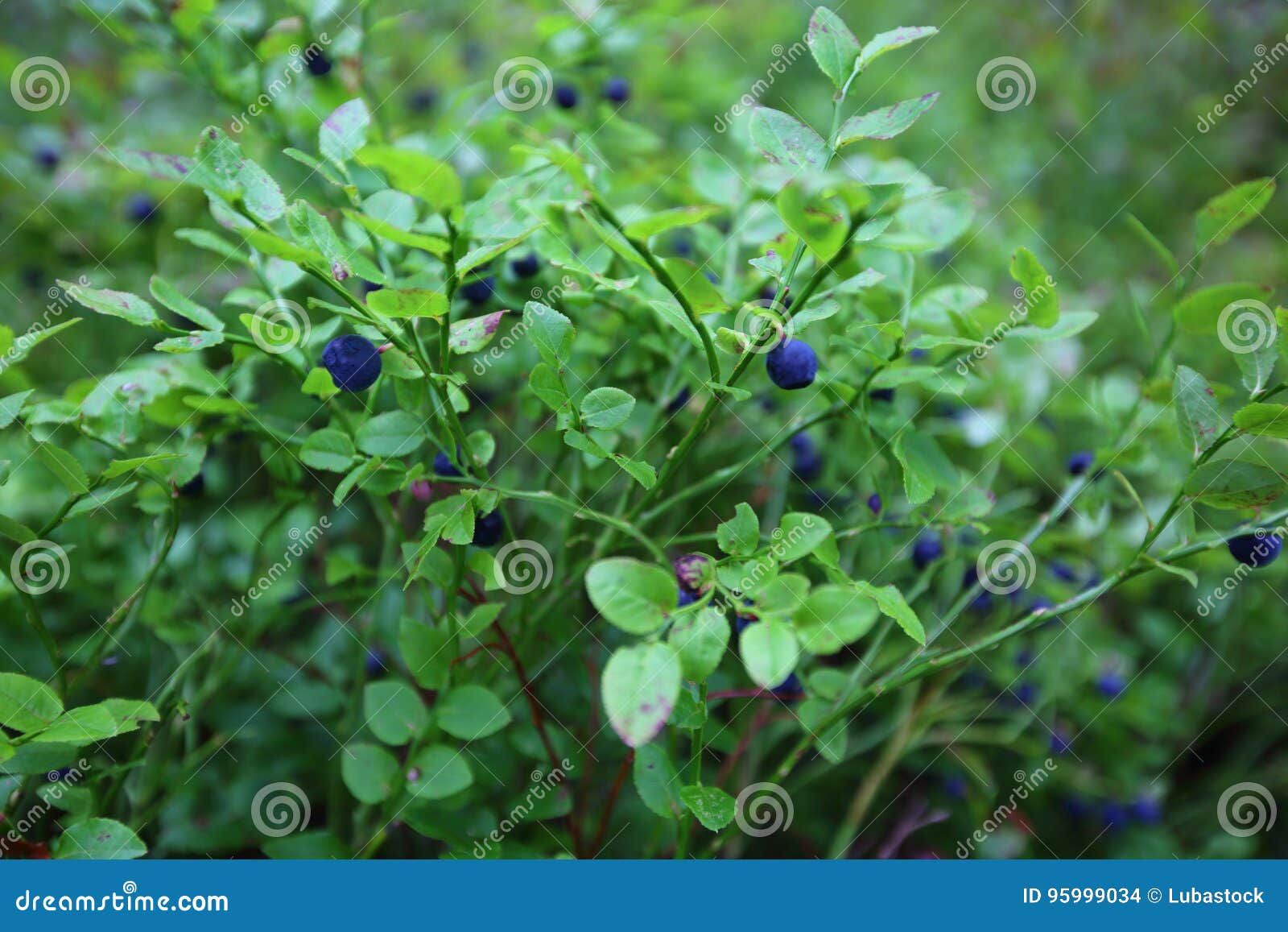 Wild blueberry in forest stock photo. Image of fruit - 95999034
