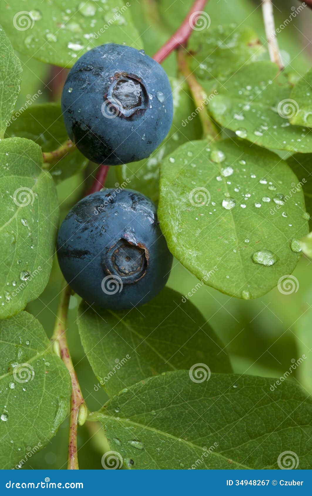 Wild Blueberry Bush. Dreamy Wild Blueberries Close Up On A Sunny Day ...