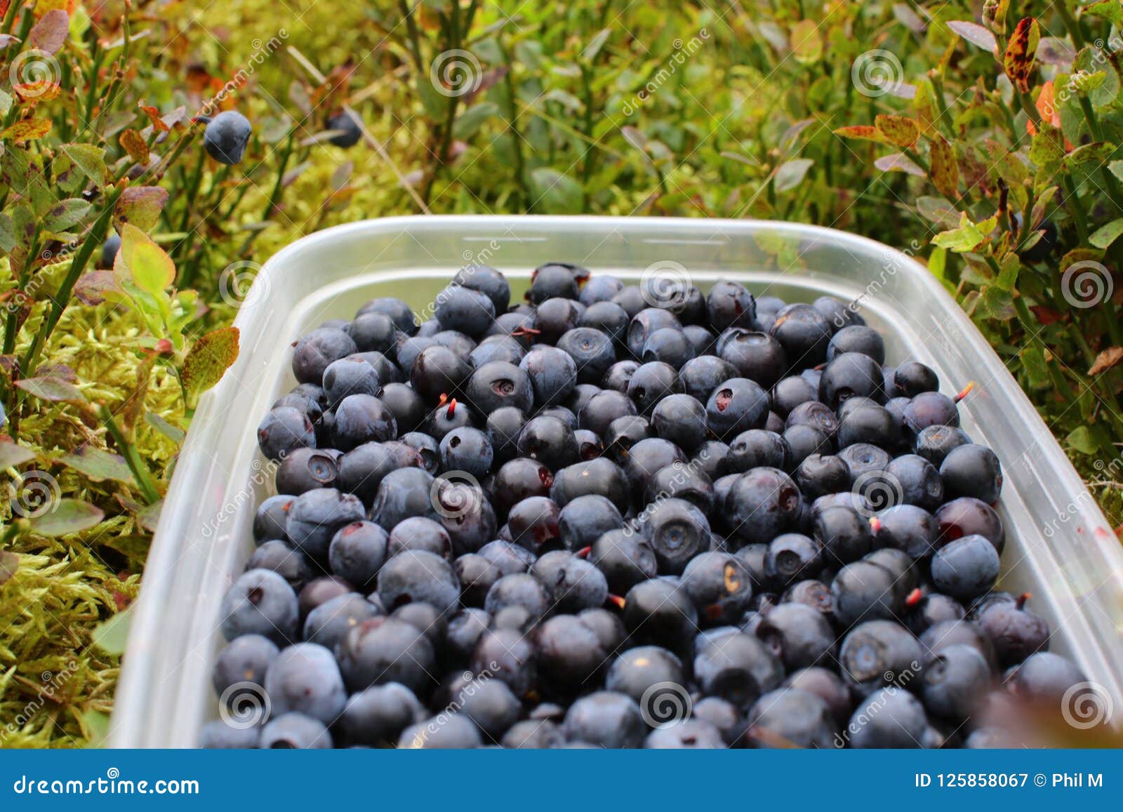 Wild Blueberry Picking stock image. Image of blueberry - 125858067
