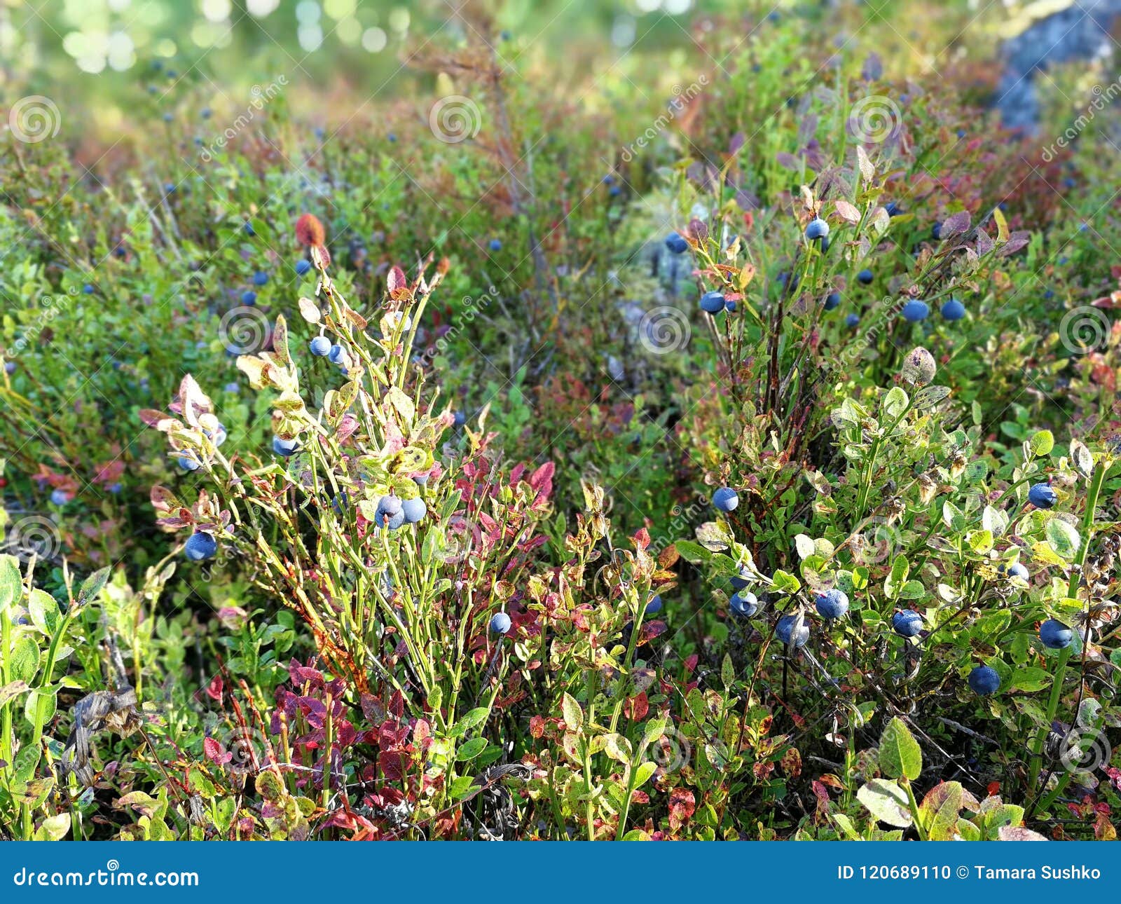 Wild Blueberry in Summer Forest. Stock Photo - Image of juicy, fresh ...