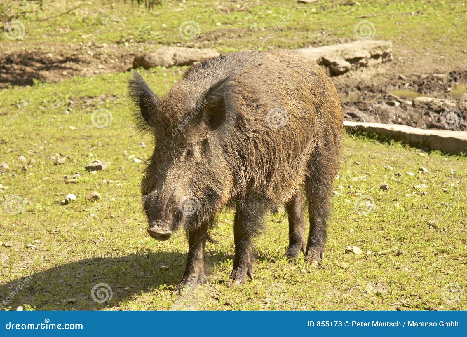 Wild boar 02 stock image. Image of wildlife, mammal, meadow - 855173