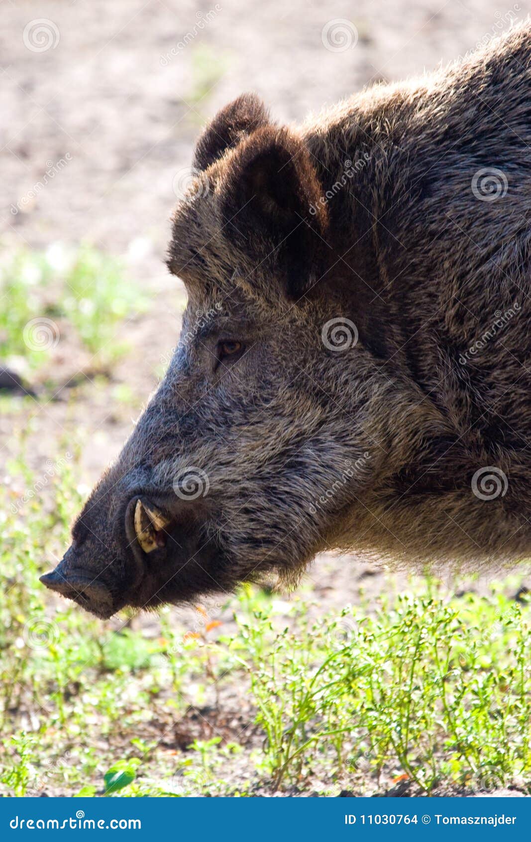 Wild boar stock photo. Image of catch, environment, barn - 11030764