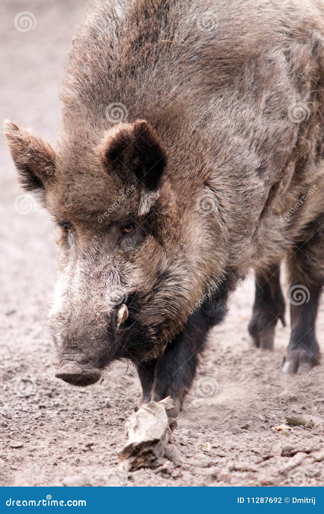 WILD BOAR stock photo. Image of forest, curious, hair - 11287692