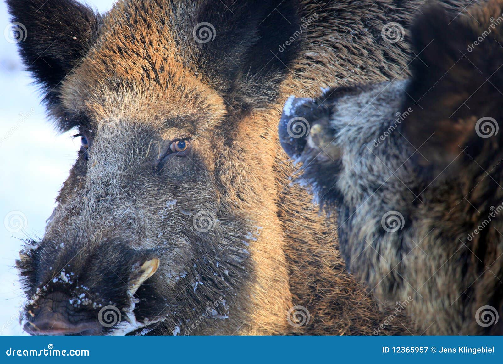 Wild boar stock image. Image of predator, hoofs, ears - 12365957