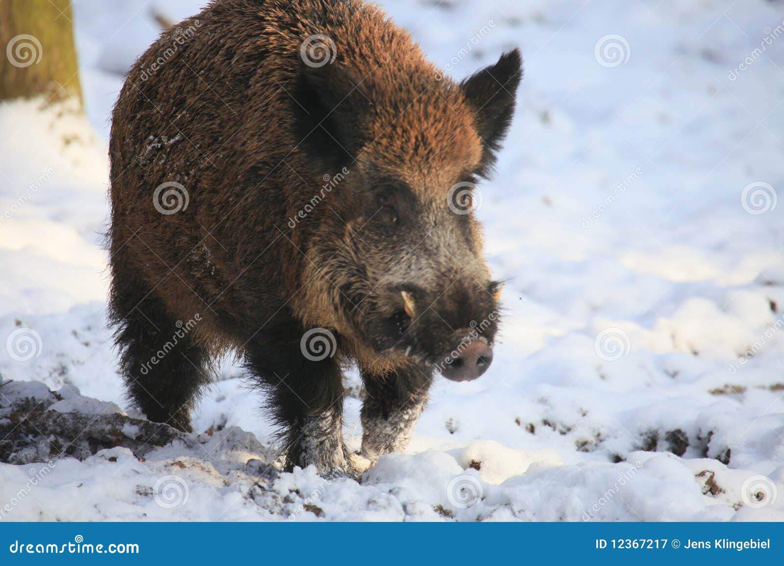 Wild boar stock image. Image of monster, danger, domestic - 12367217