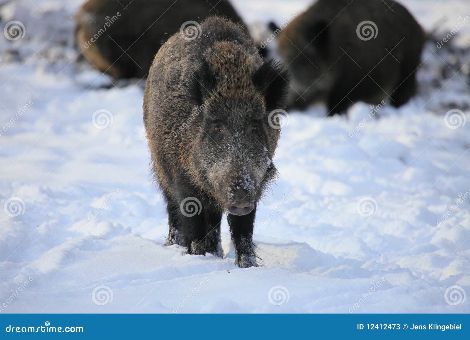 Wild boar stock image. Image of predatory, game, agriculture - 12412473