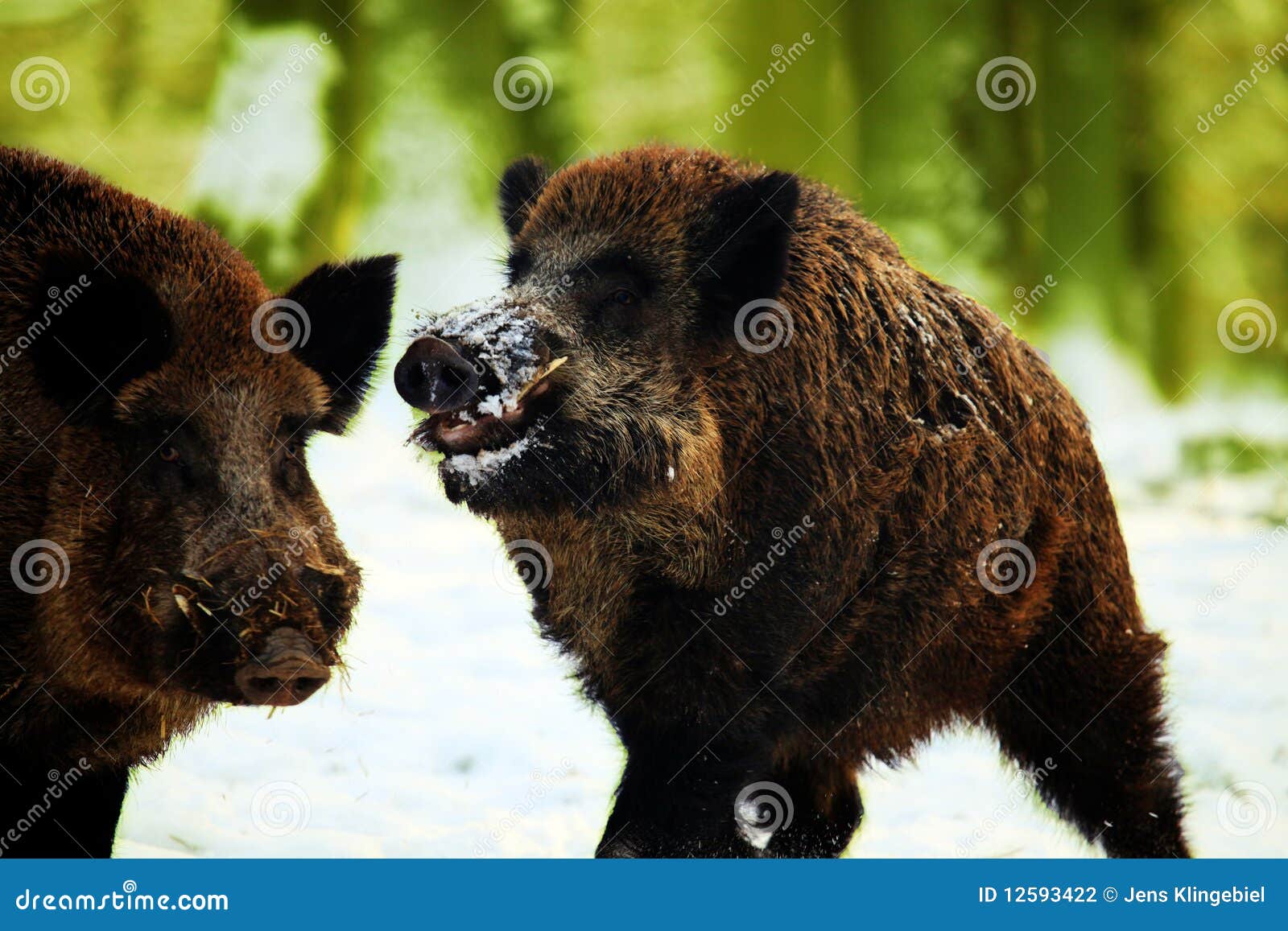 Wild boar stock photo. Image of care, season, beast, isolated - 12593422