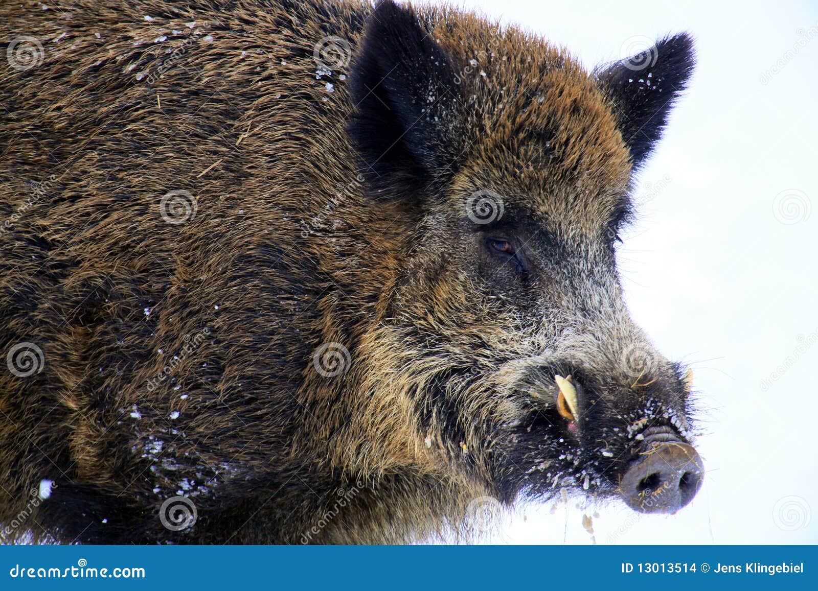Wild boar stock photo. Image of snow, wildlife, white - 13013514